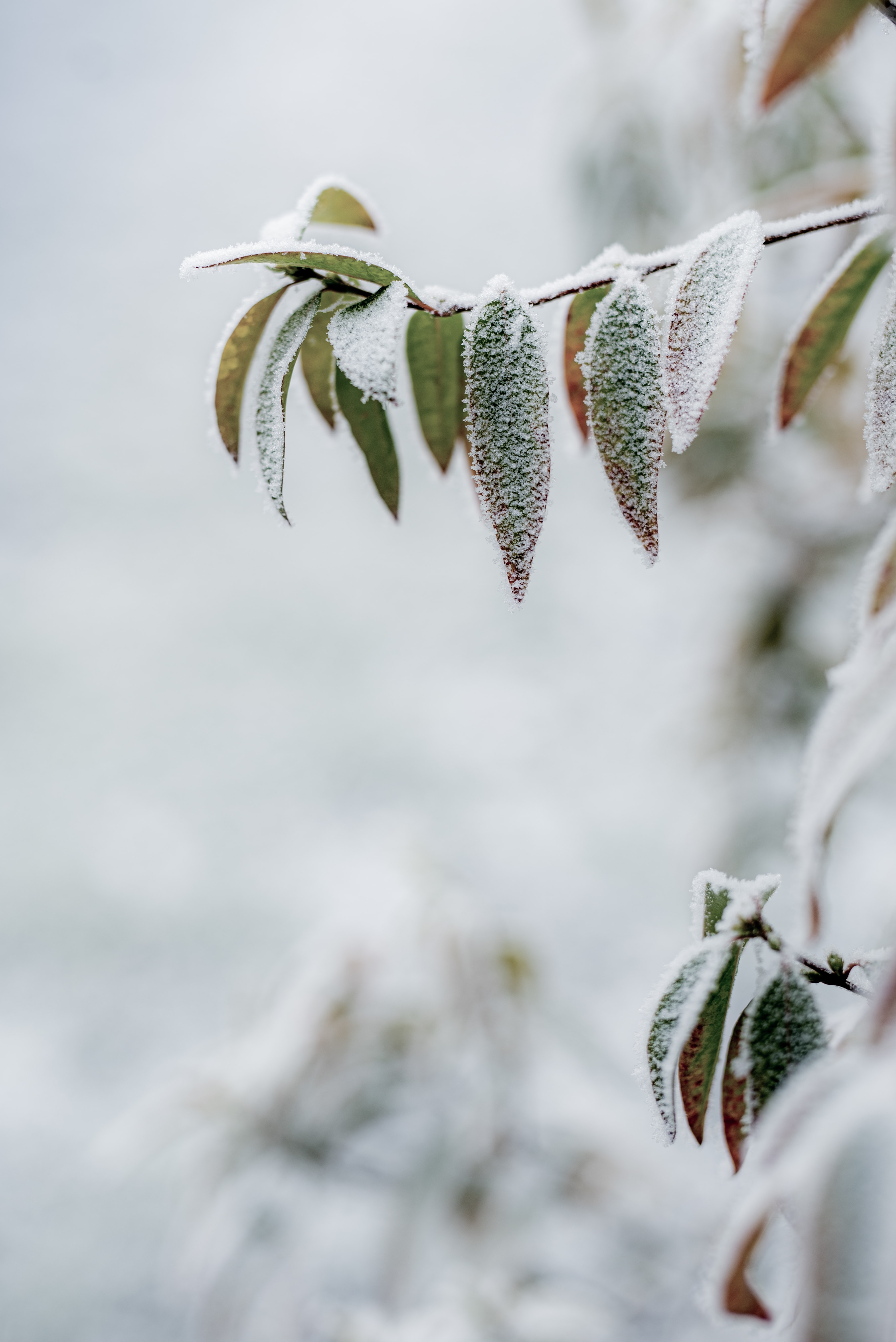 Download wallpaper 3543x5307 branch, leaves, frost, macro, winter hd ...