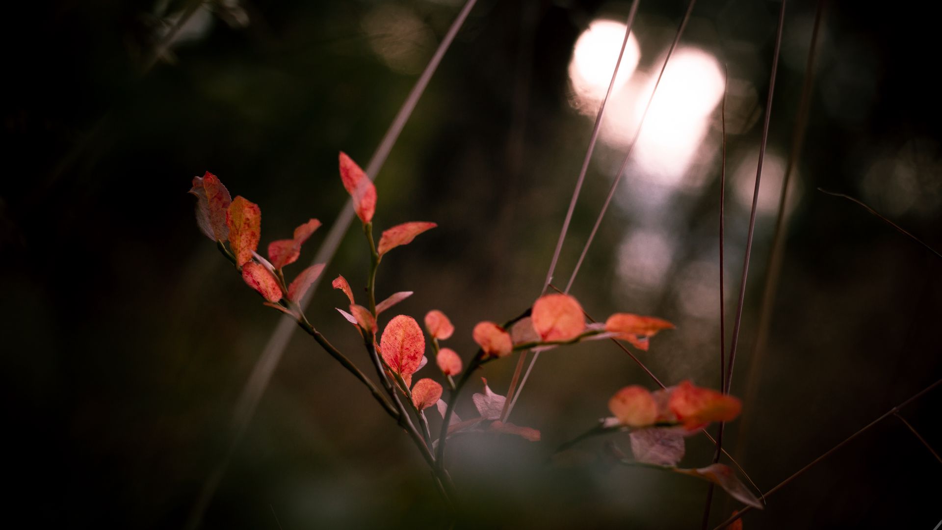 Download wallpaper 1920x1080 branch, leaves, macro, plant, red full hd ...