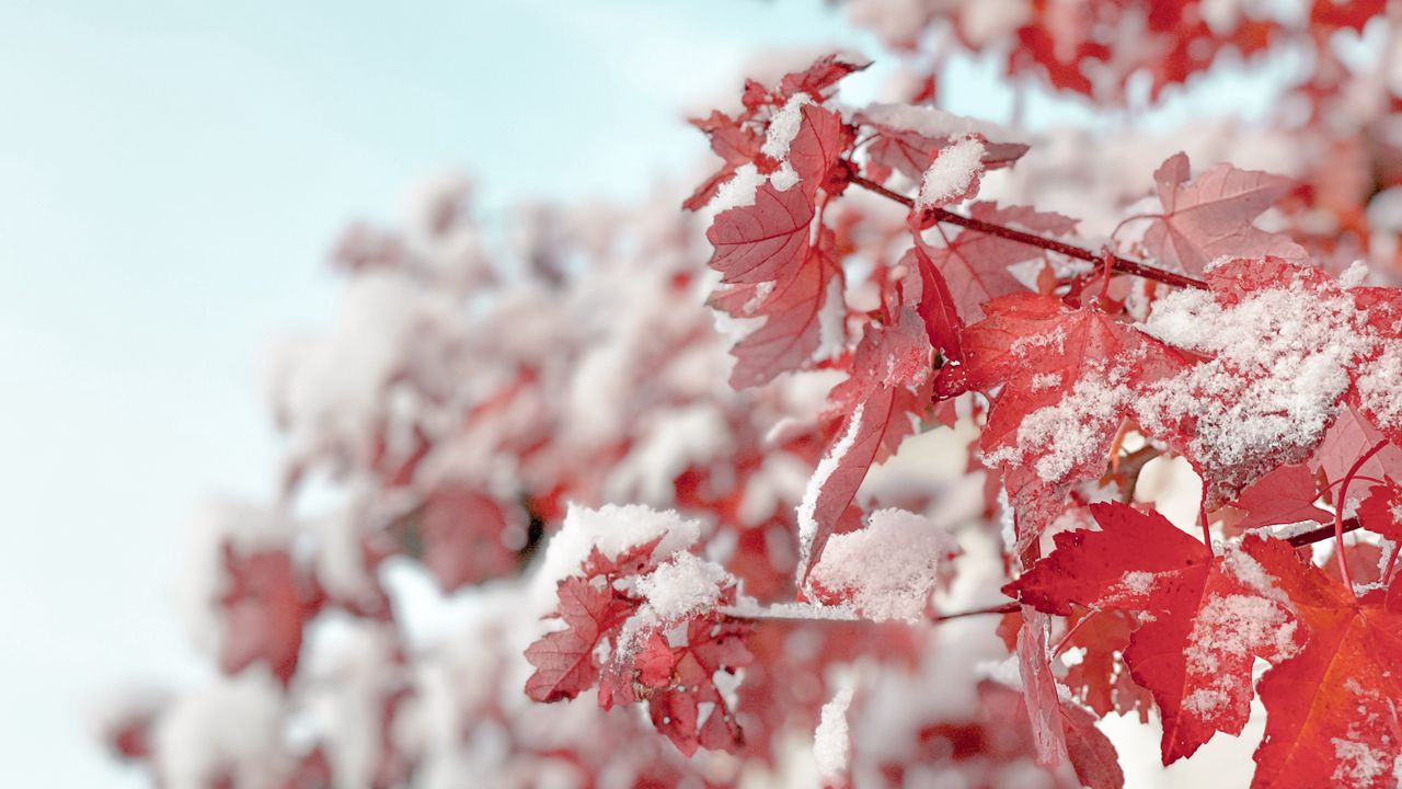 Wallpaper branch, snow, leaves, red hd, picture, image