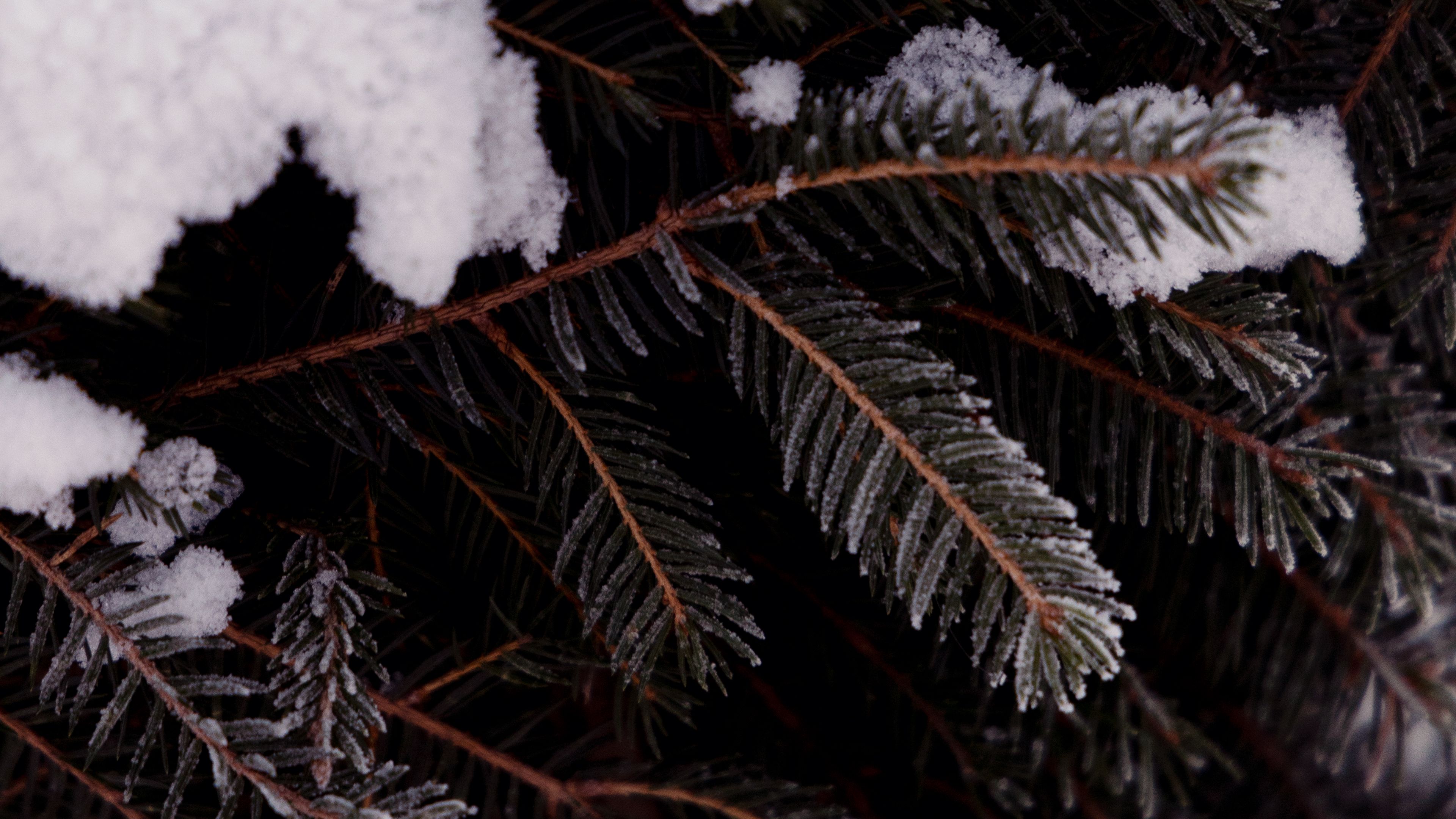 Download wallpaper 3840x2160 branch, tree, needles, snow, macro 4k uhd ...