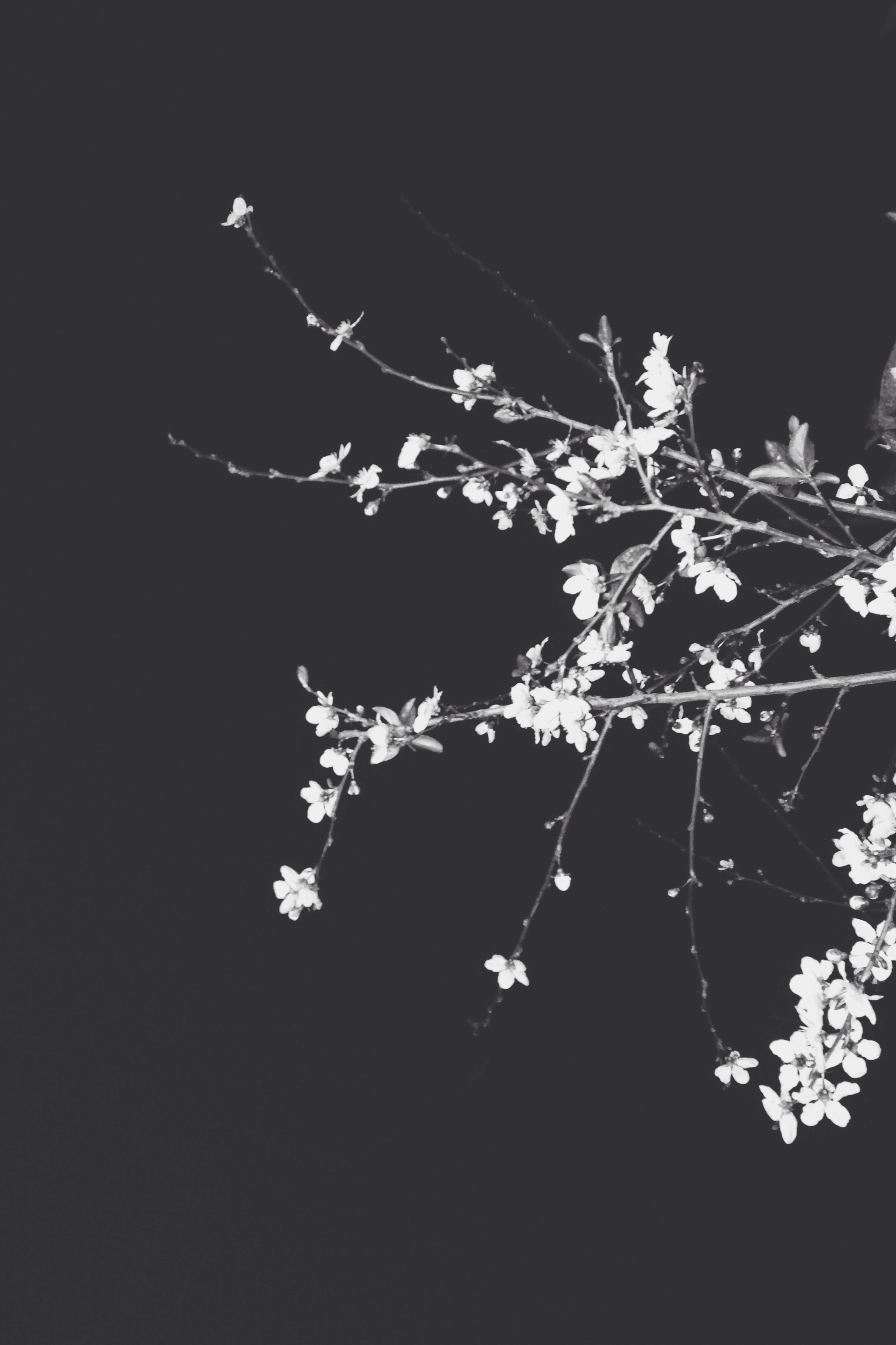 Download wallpaper 2176x3264 branches, flowers, spring, black ...