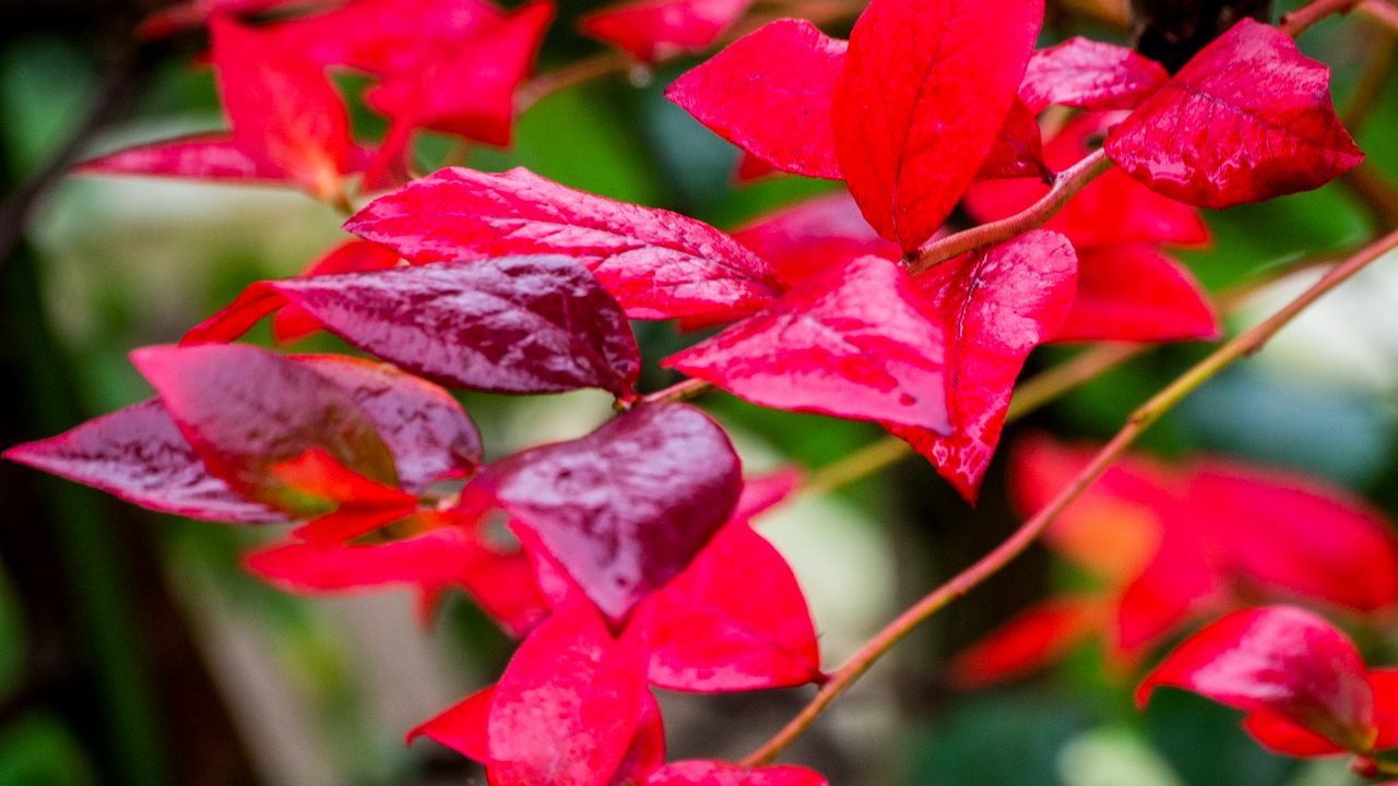 Wallpaper branches, leaves, plant, red, macro hd, picture, image
