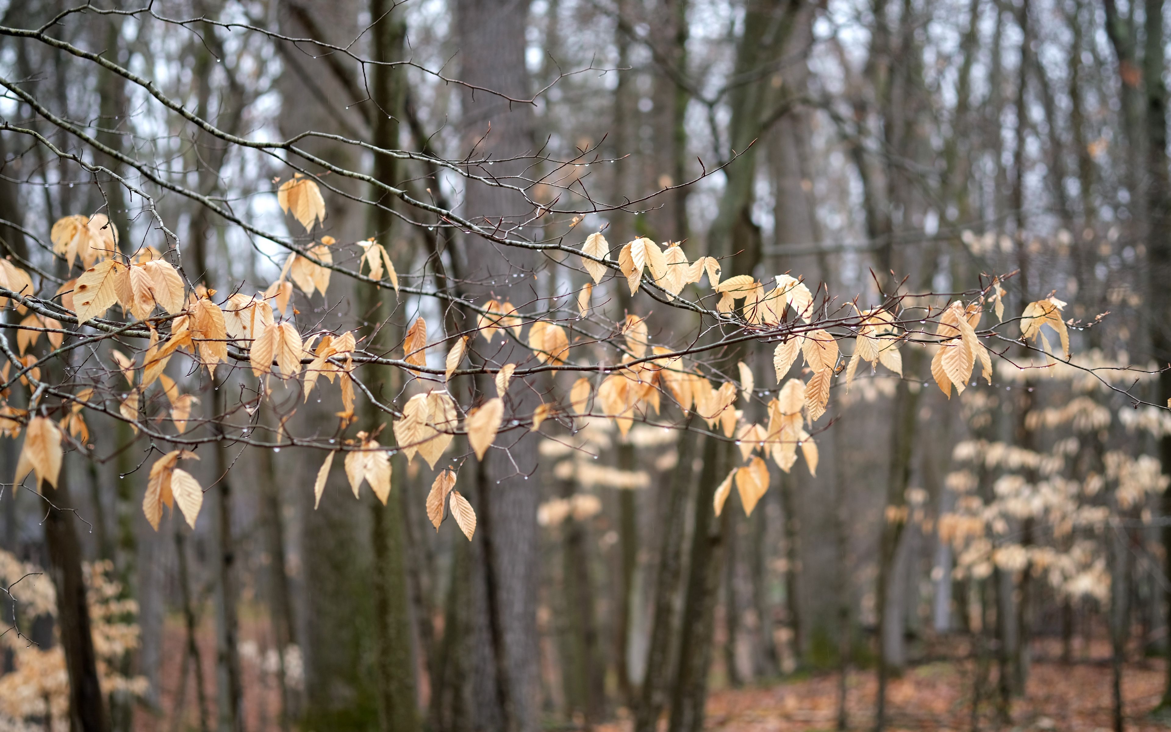Download wallpaper 3840x2400 branches, leaves, trees, forest, autumn 4k ...