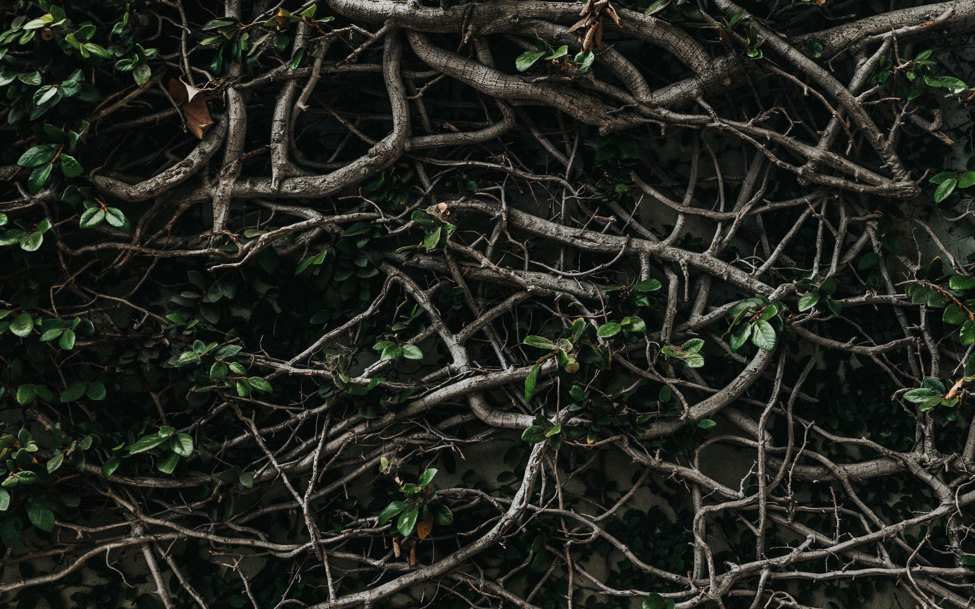 Download wallpaper 3840x2400 branches, plexus, leaves, plant 4k ultra ...