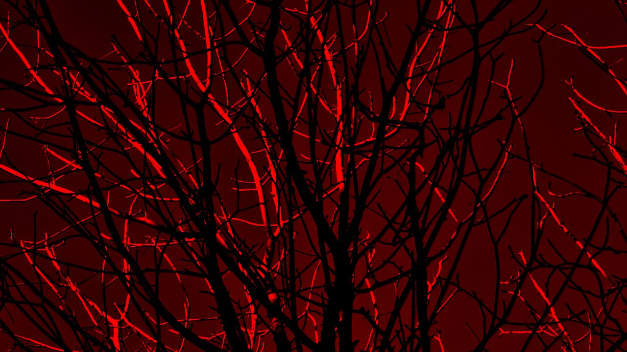 Wallpaper branches, trees, red, silhouette hd, picture, image