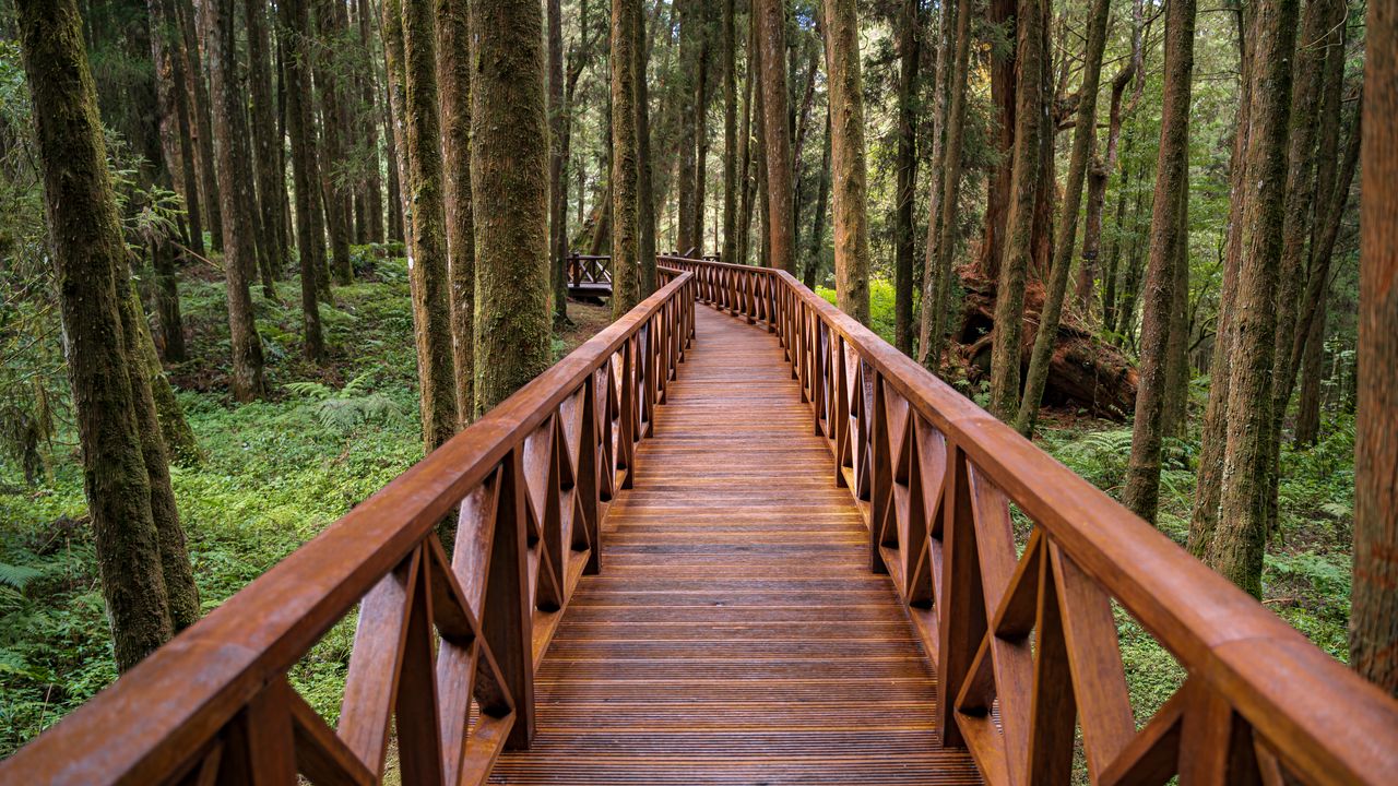Wallpaper bridge, forest, trees, nature hd, picture, image