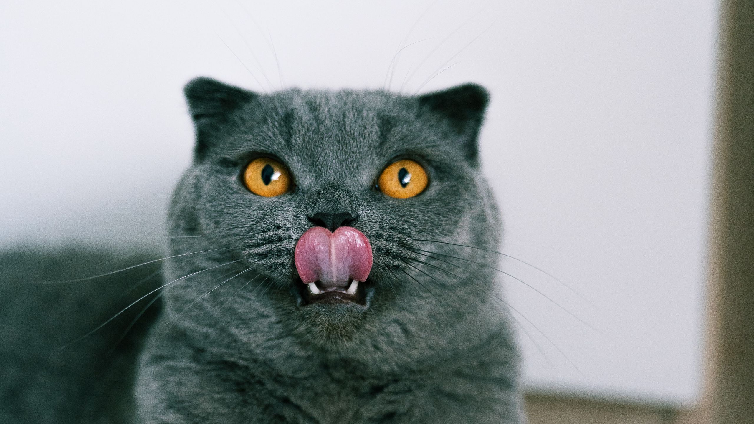 Download wallpaper 2560x1440 british cat, cat, pet, protruding tongue ...