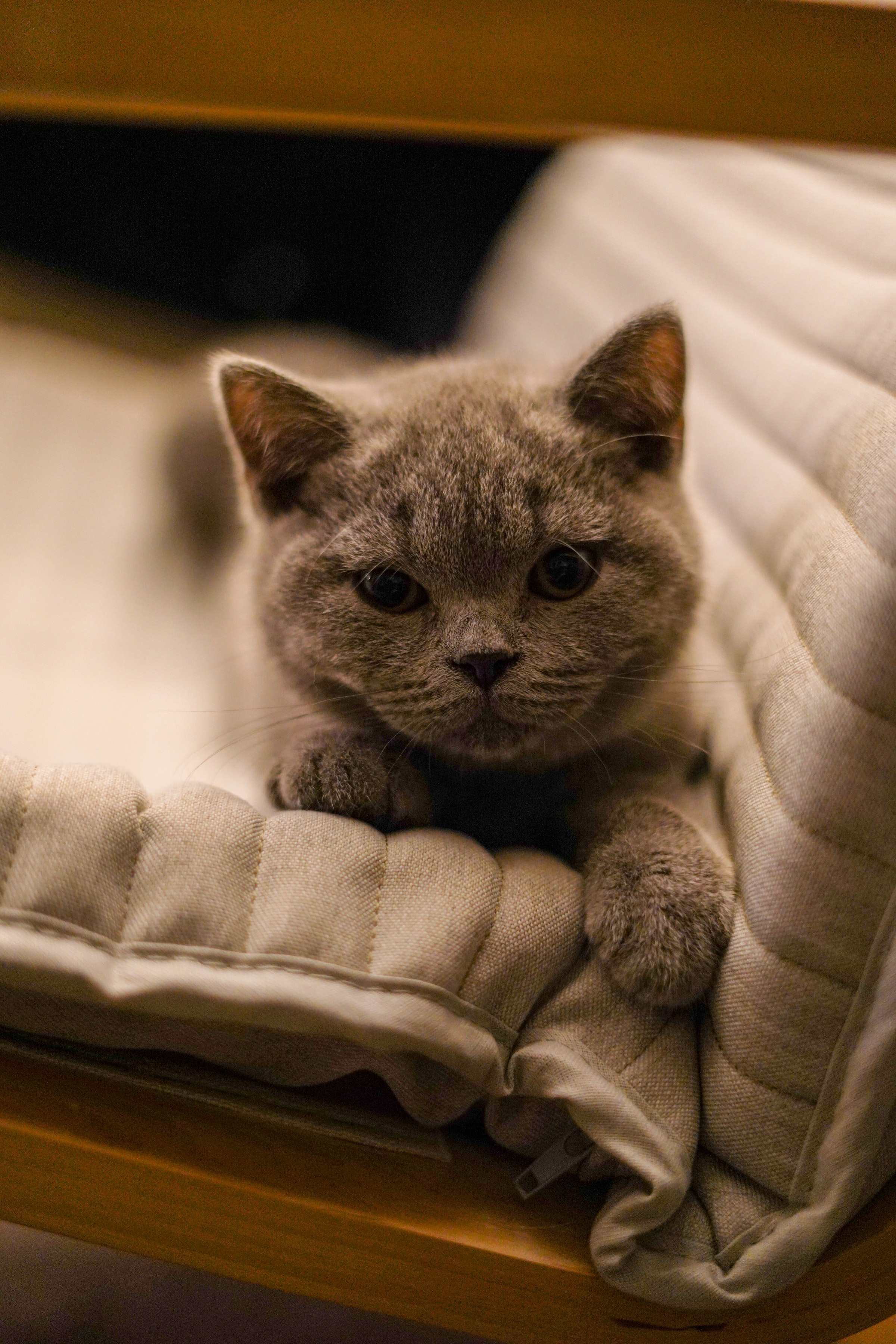 Download wallpaper 2400x3600 british cat, cat, pet, glance, kitten hd ...
