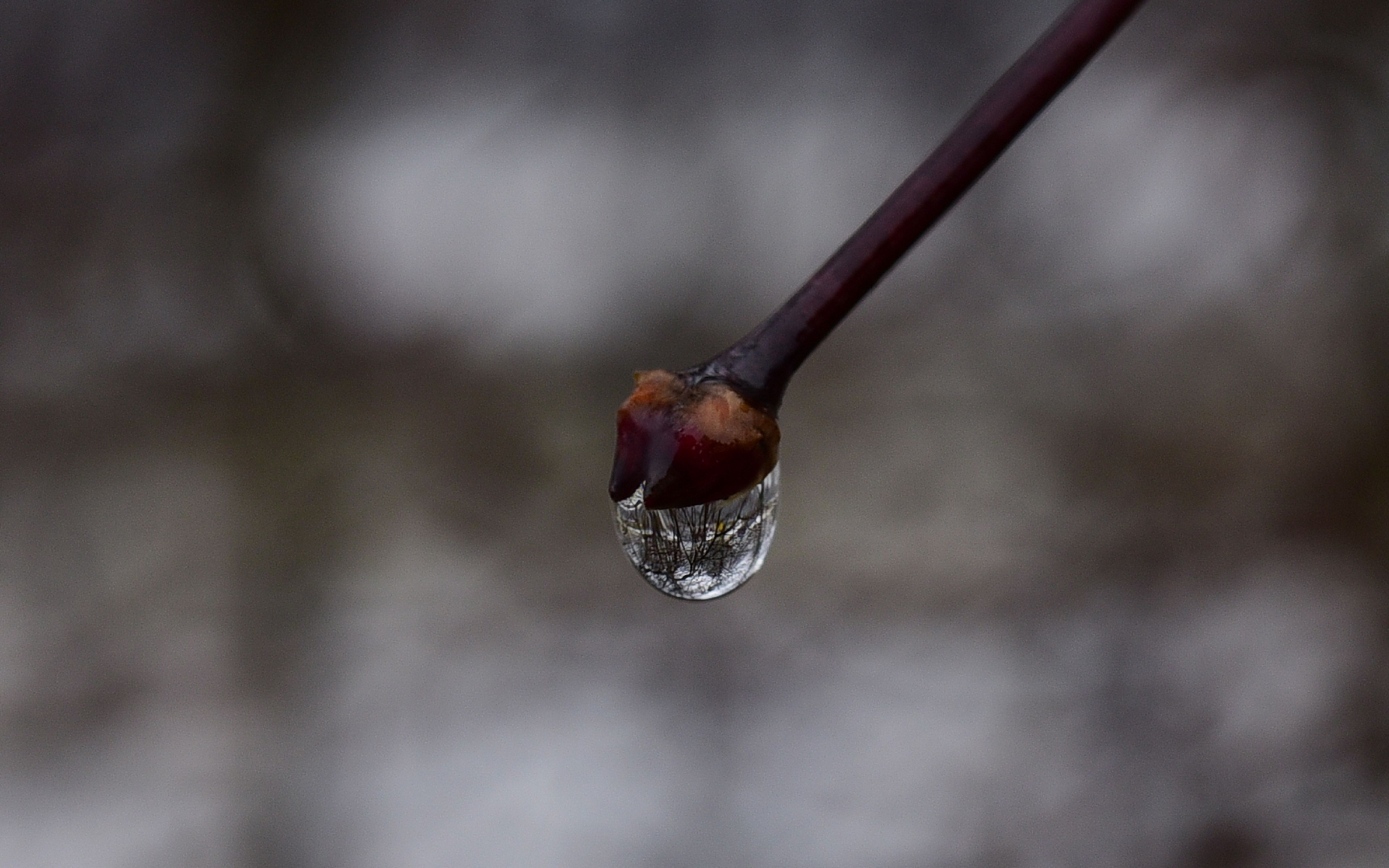 Download wallpaper 3840x2400 bud, drop, branch, macro, spring 4k ultra ...