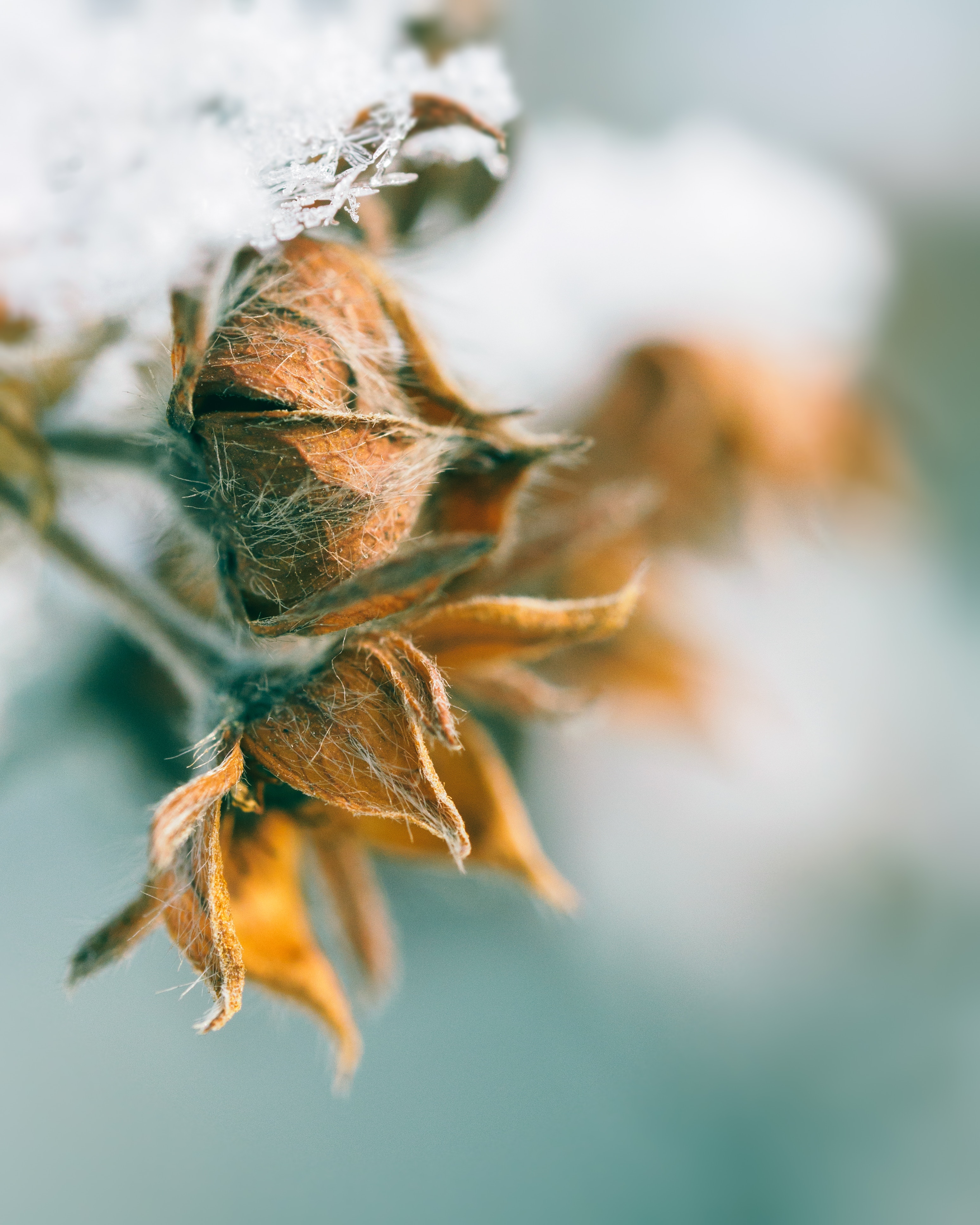 Download wallpaper 3096x3870 bud, dry, plant, hairs, petals, macro hd ...