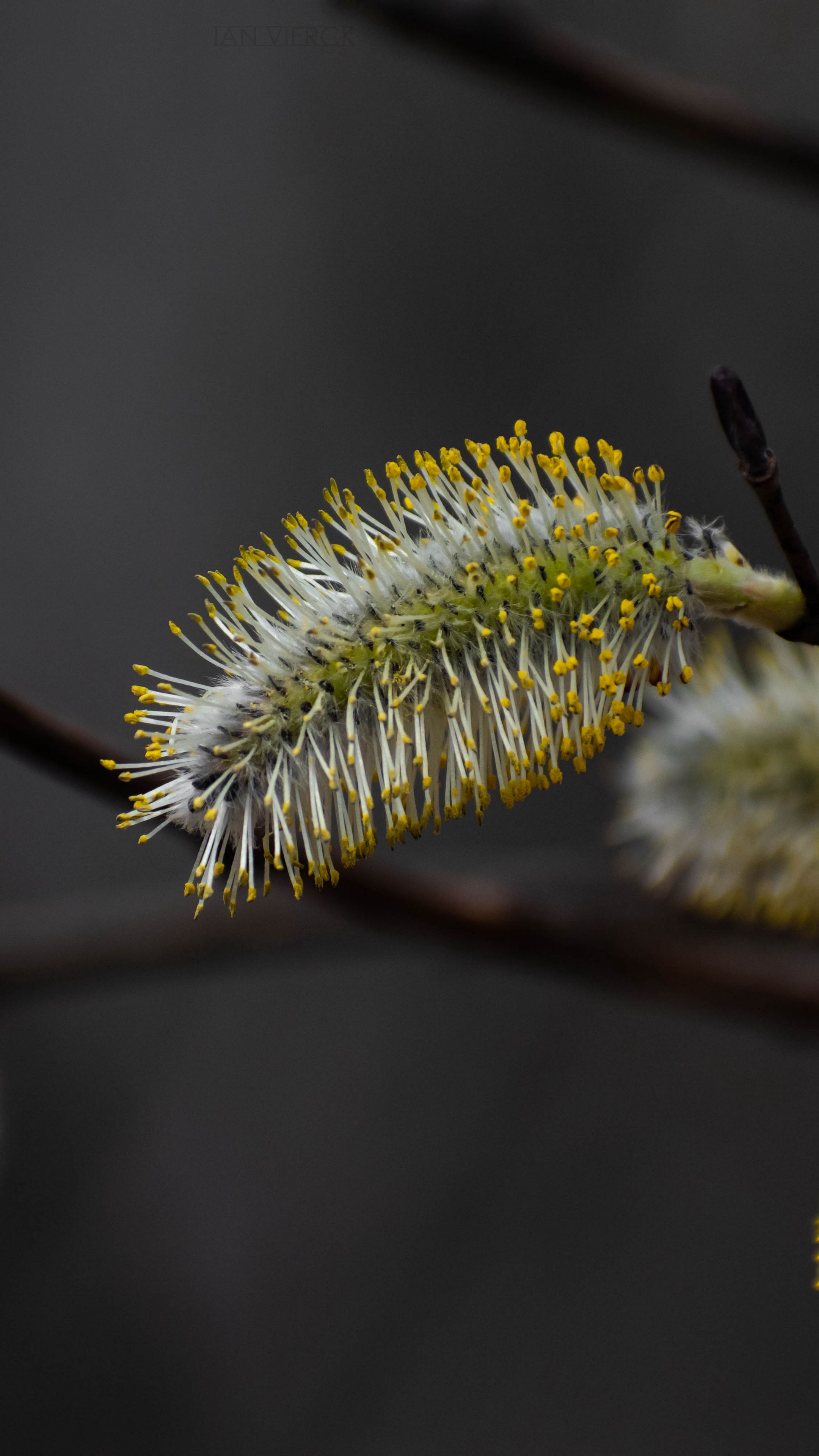 Download wallpaper 2160x3840 bud, willow, fluff, macro, spring samsung ...