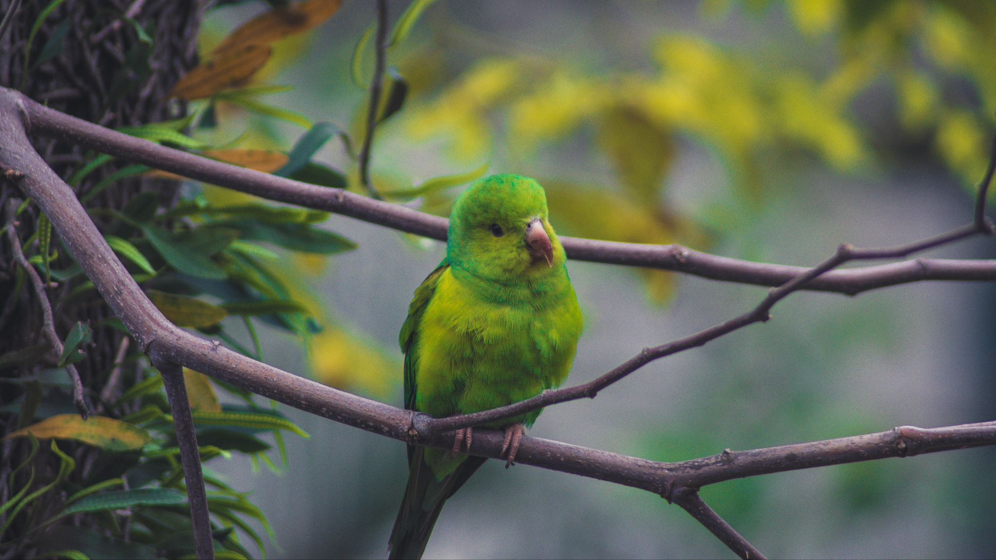 Download wallpaper 2048x1152 parrot, bird, green, branch ultrawide ...
