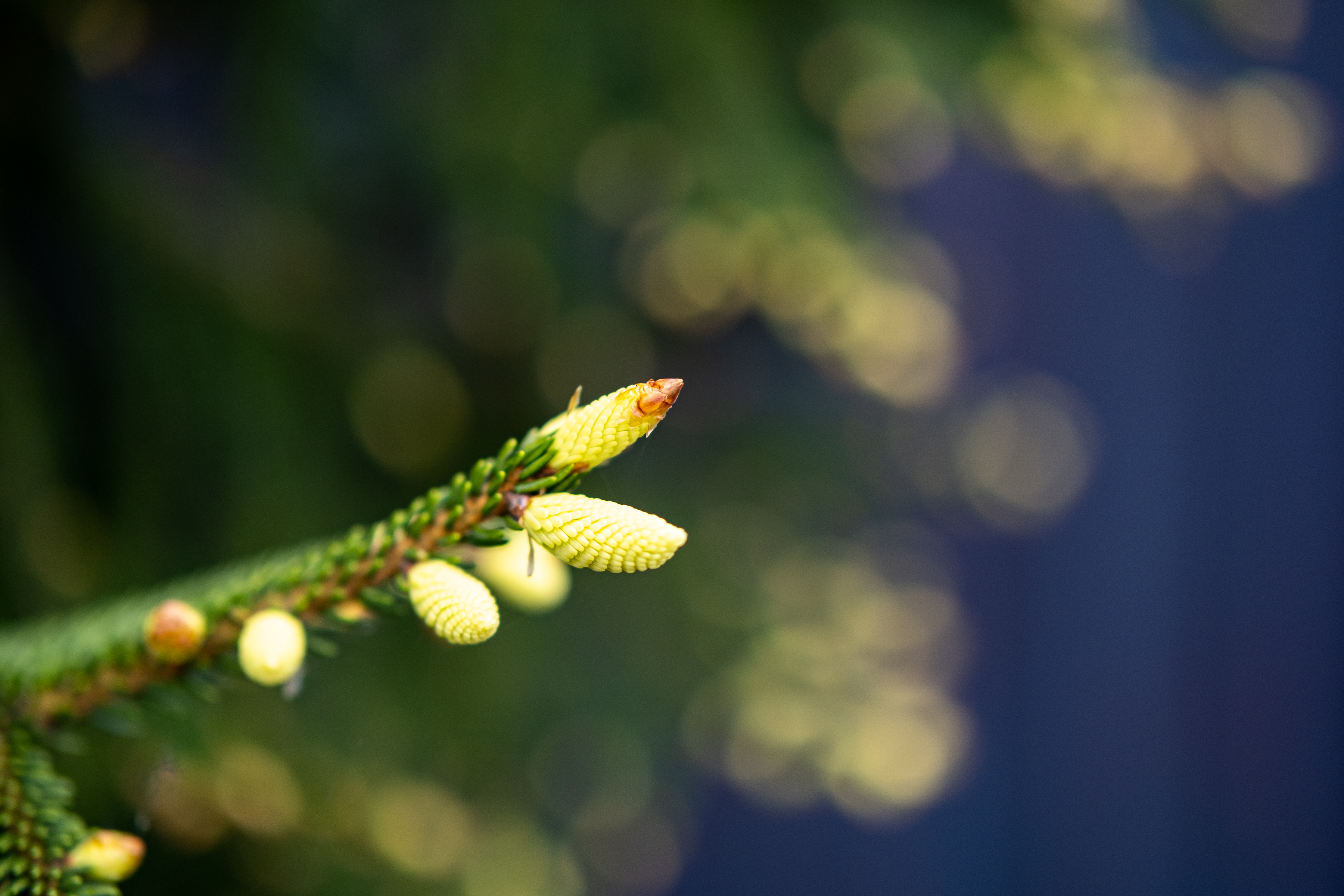Download wallpaper 3600x2400 buds, needles, cones, bokeh hd background