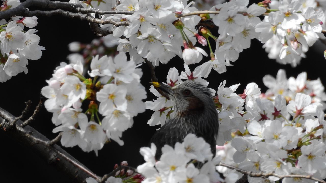 Wallpaper bulbul, bird, flowers, branches hd, picture, image
