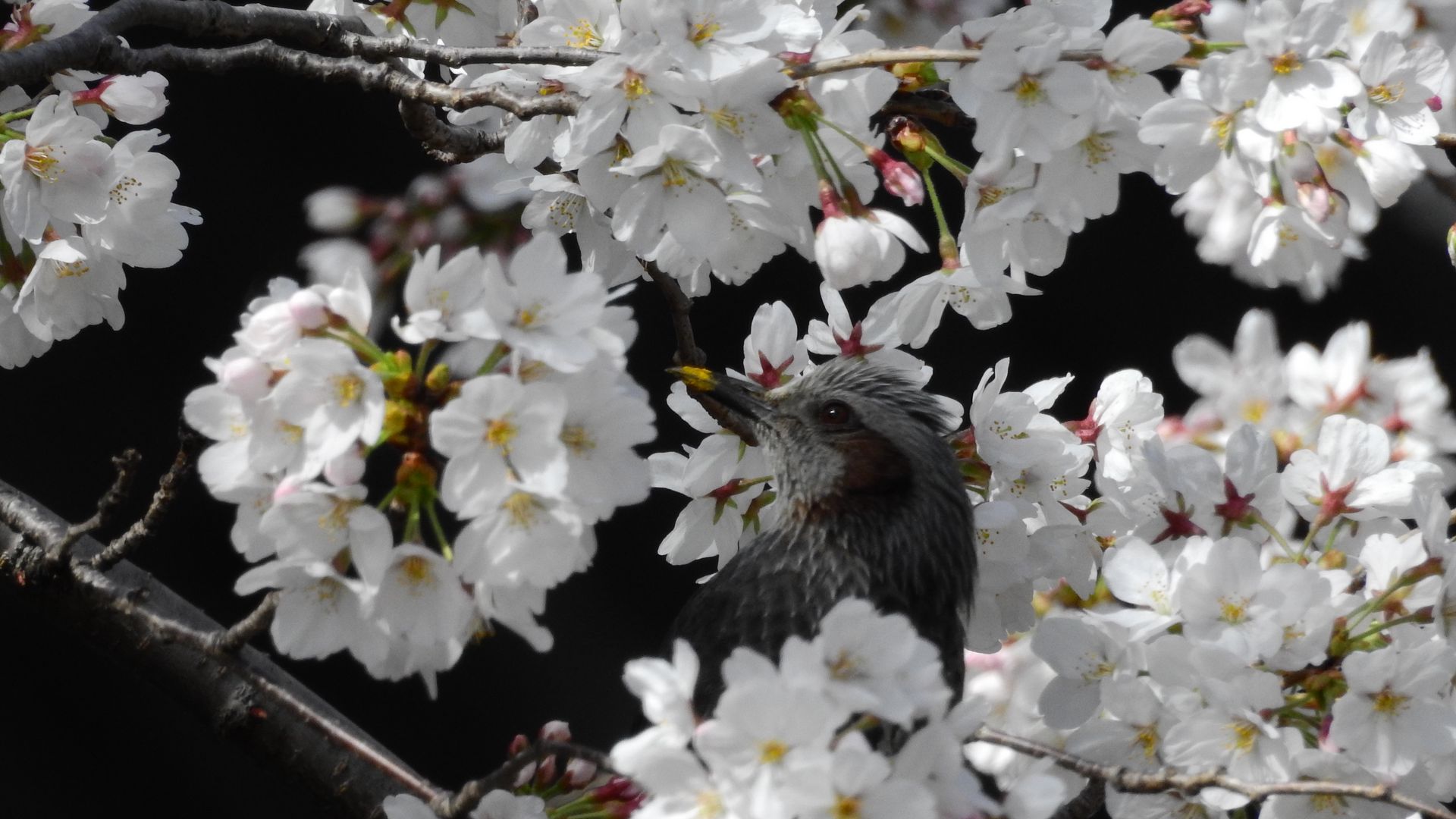 Download wallpaper 1920x1080 bulbul, bird, flowers, branches full hd ...