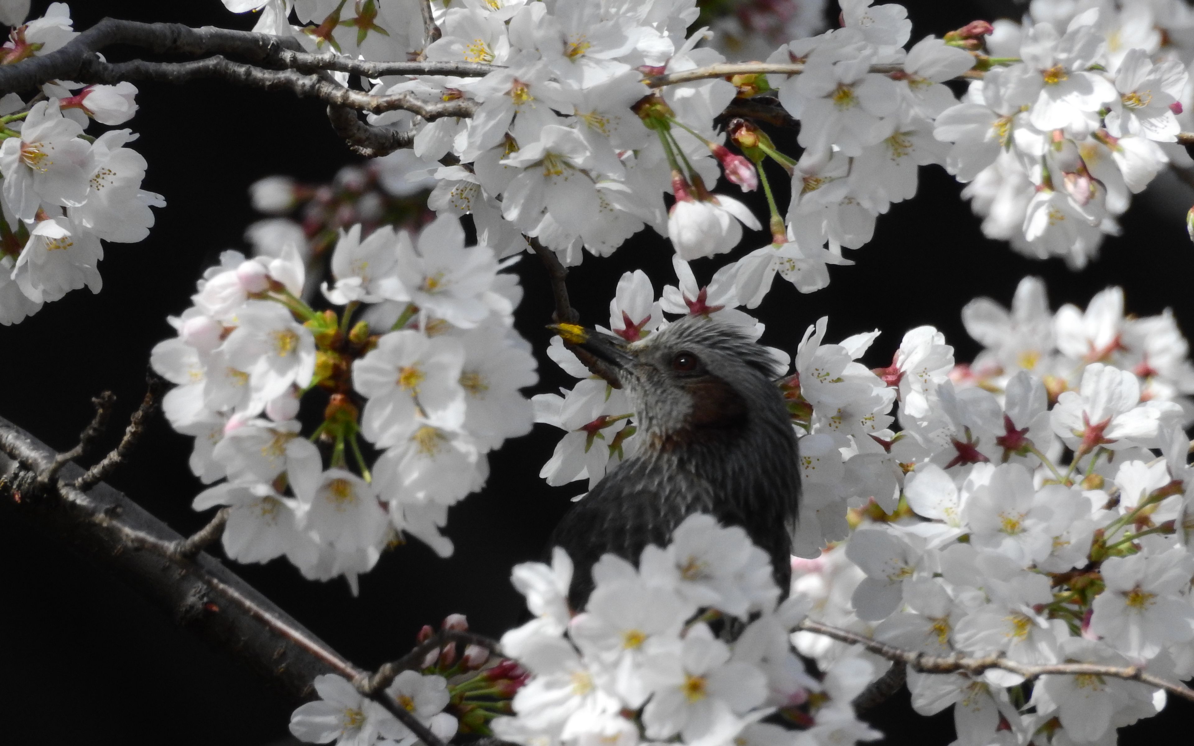 Download wallpaper 3840x2400 bulbul, bird, flowers, branches 4k ultra ...