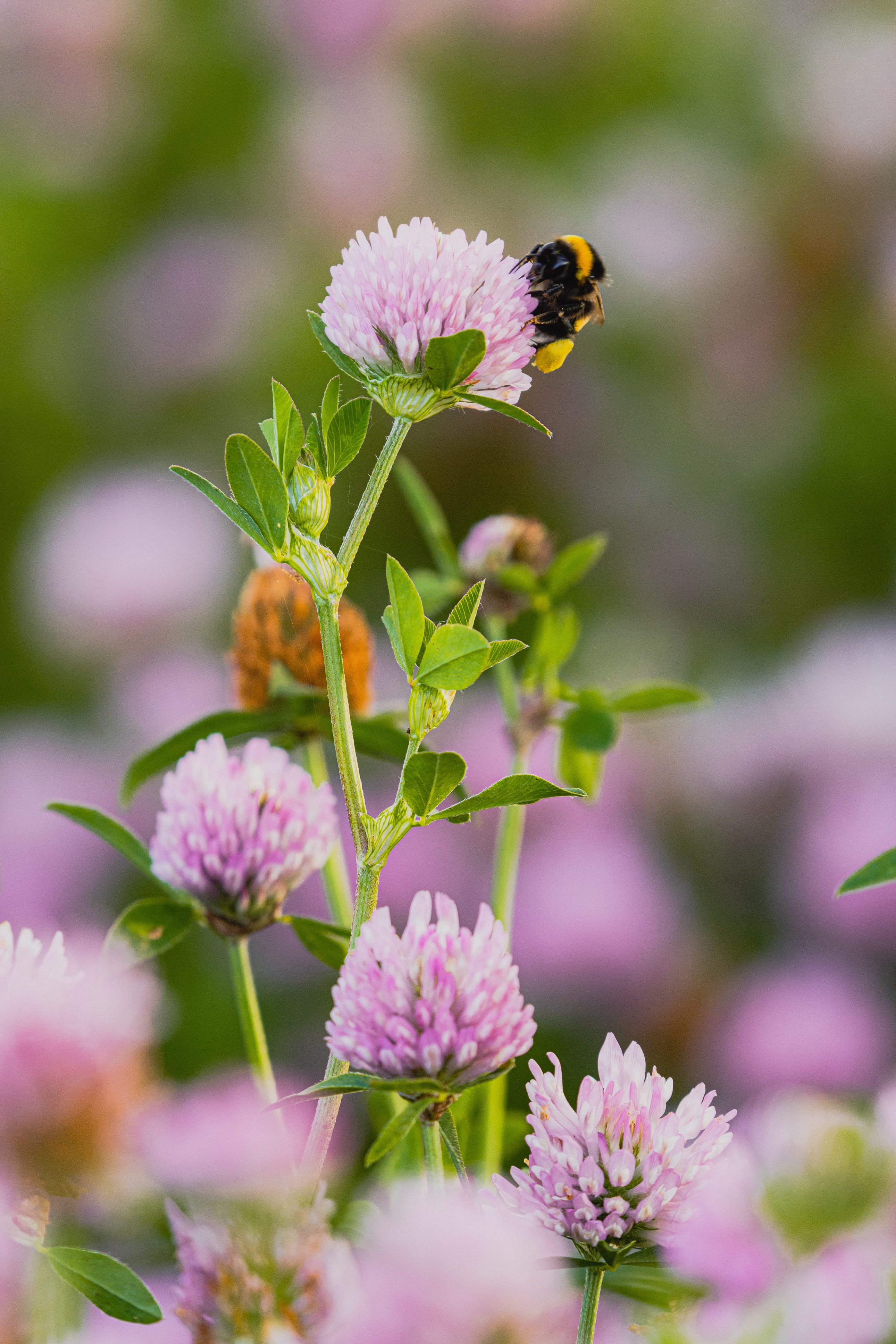 Download wallpaper 2581x3872 bumblebee, clover, flower, macro hd background
