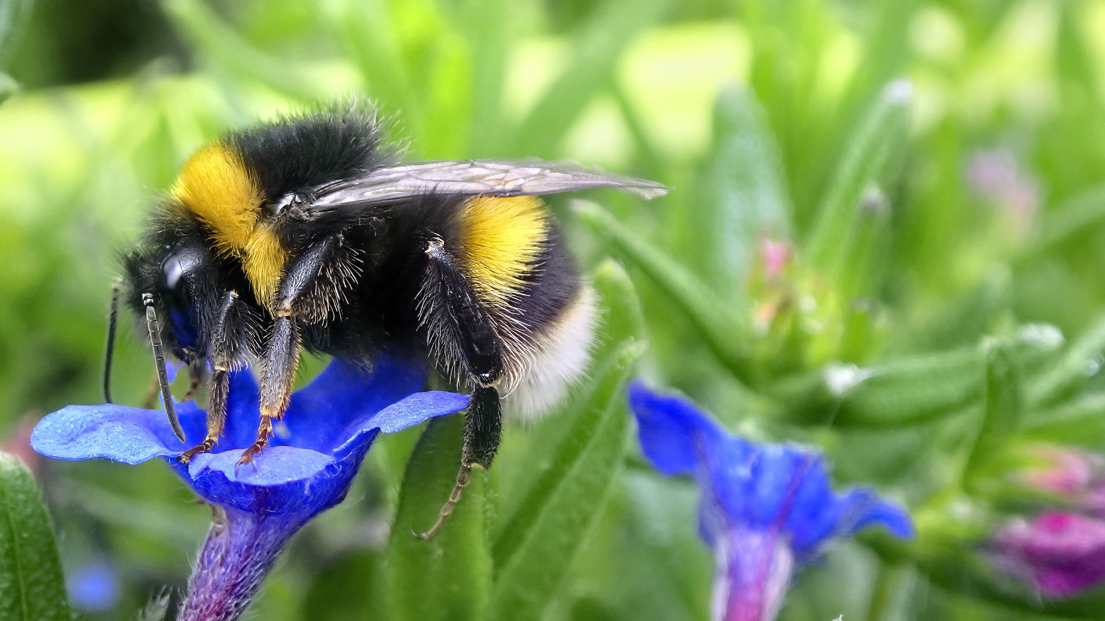 Download wallpaper 3840x2160 bumblebee, insect, flower, macro, wildlife ...