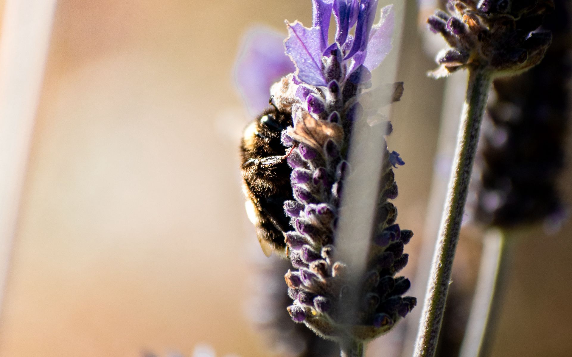 Download wallpaper 1920x1200 bumblebee, insect, flower, macro ...