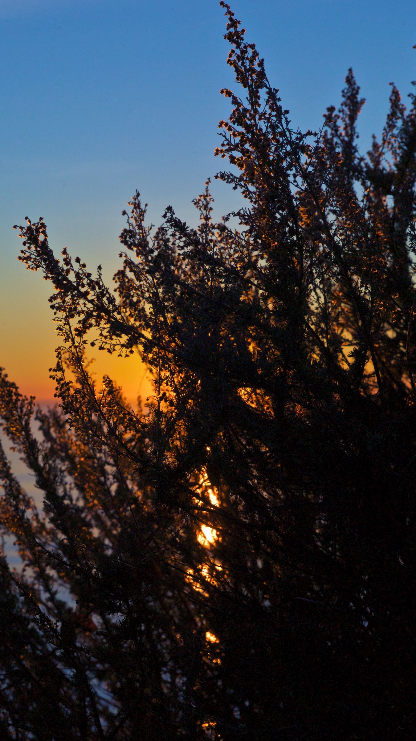 Download wallpaper 1350x2400 bush, branches, sunset, sun, rays, dark ...