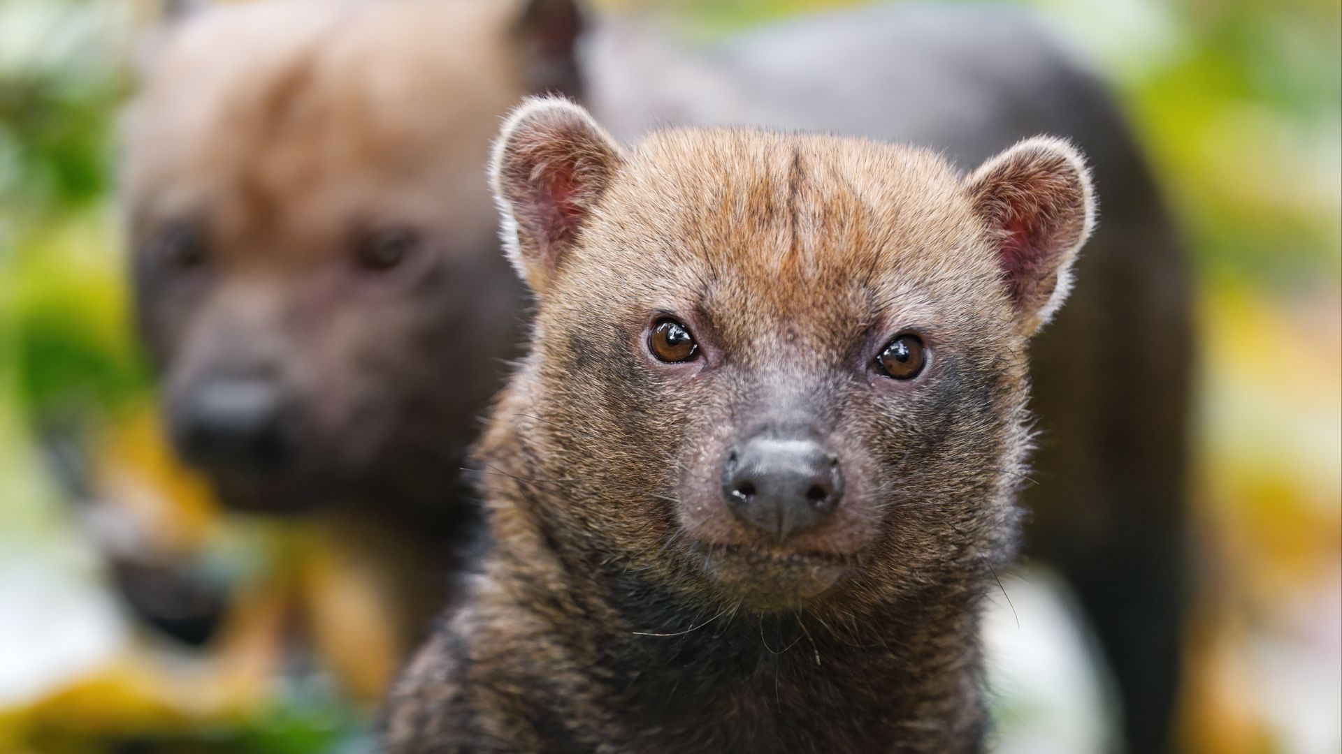 Download wallpaper 1920x1080 bush dog, forest, leaves, autumn, predator ...