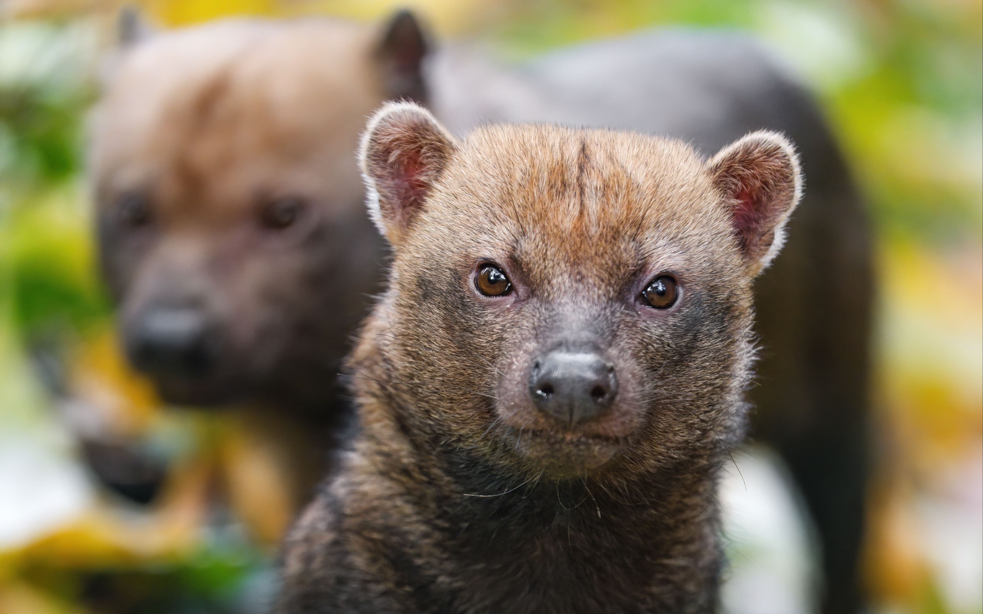 Download wallpaper 3840x2400 bush dog, forest, leaves, autumn, predator ...