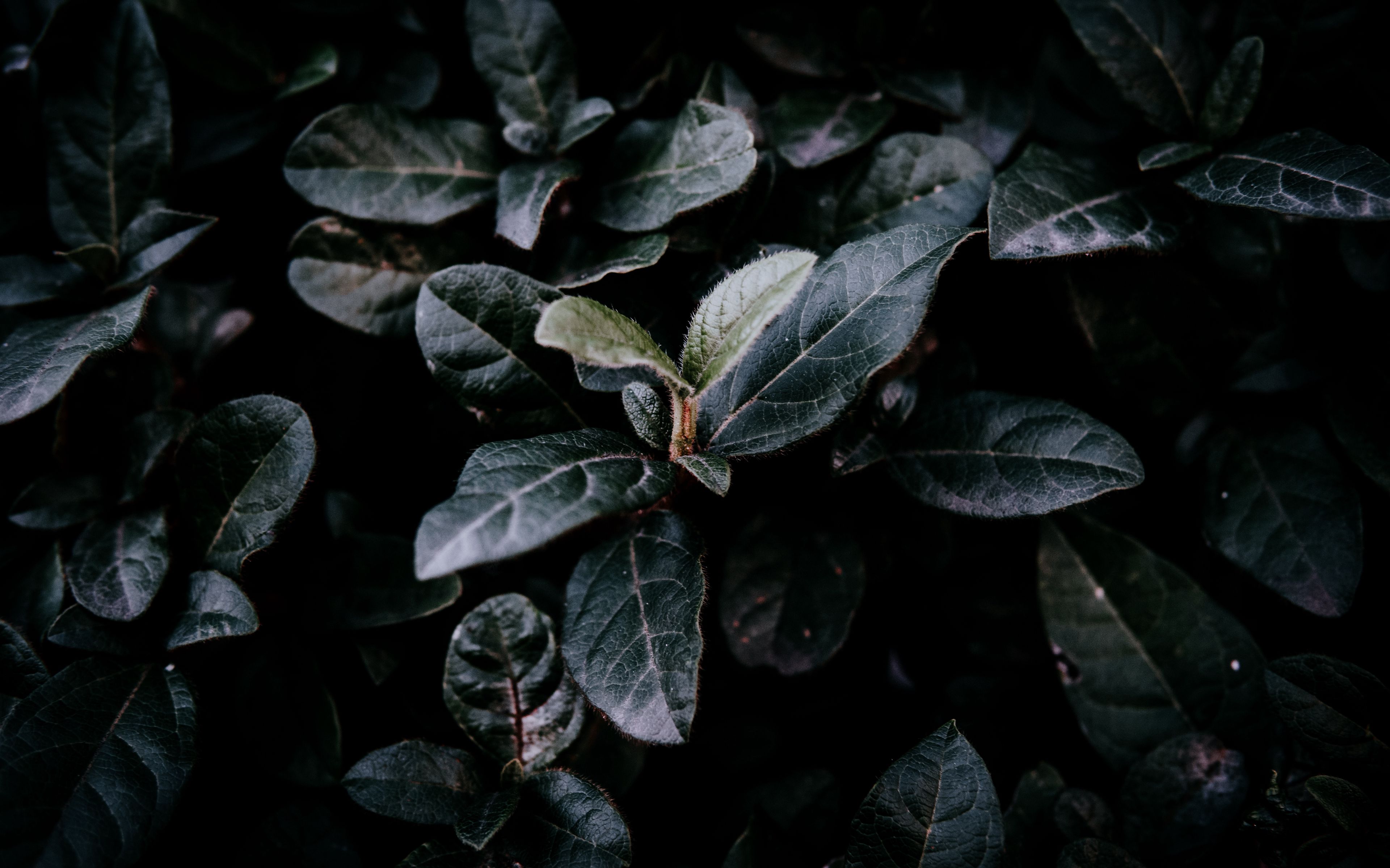 Download wallpaper 3840x2400 bush, foliage, dark, branches, leaves 4k ...
