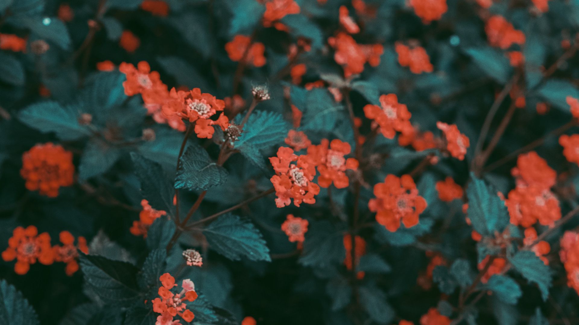Download wallpaper 1920x1080 bushes, flowers, leaves, red, bloom full ...