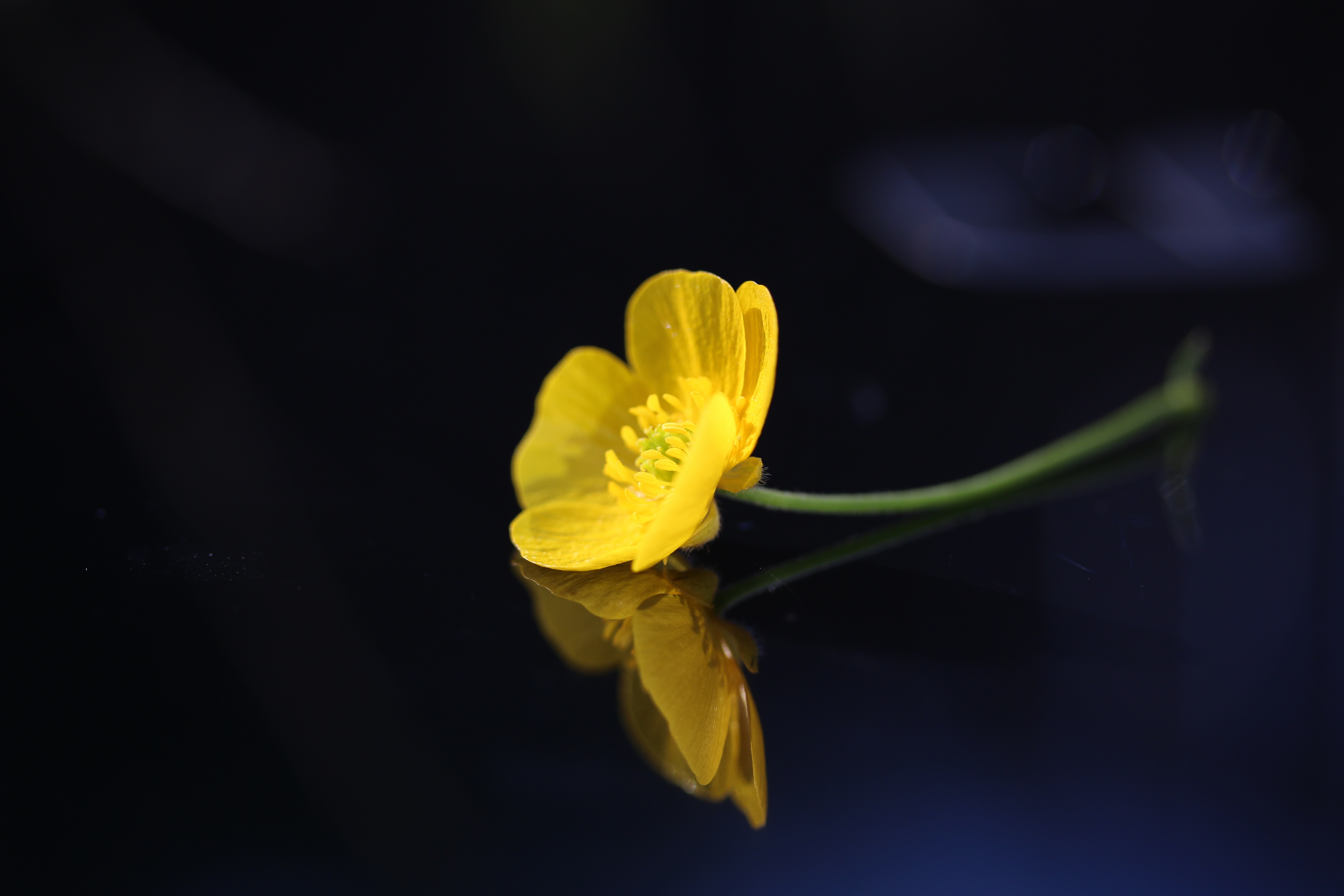 Download wallpaper 5472x3648 buttercup, flower, petals, macro, yellow ...