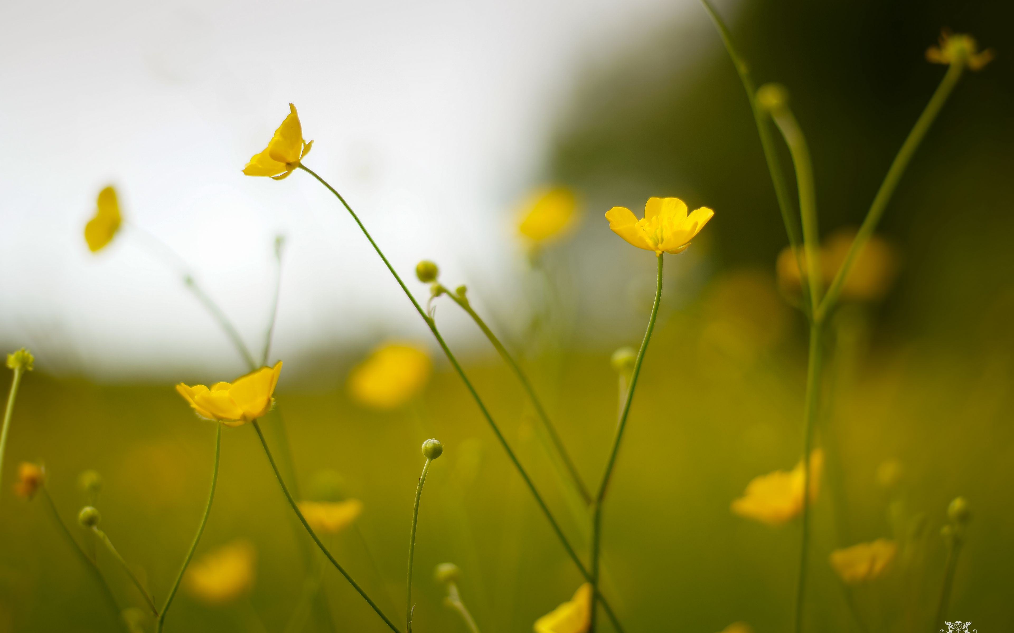 Download wallpaper 3840x2400 buttercup, flower, petals, yellow, blur 4k ...