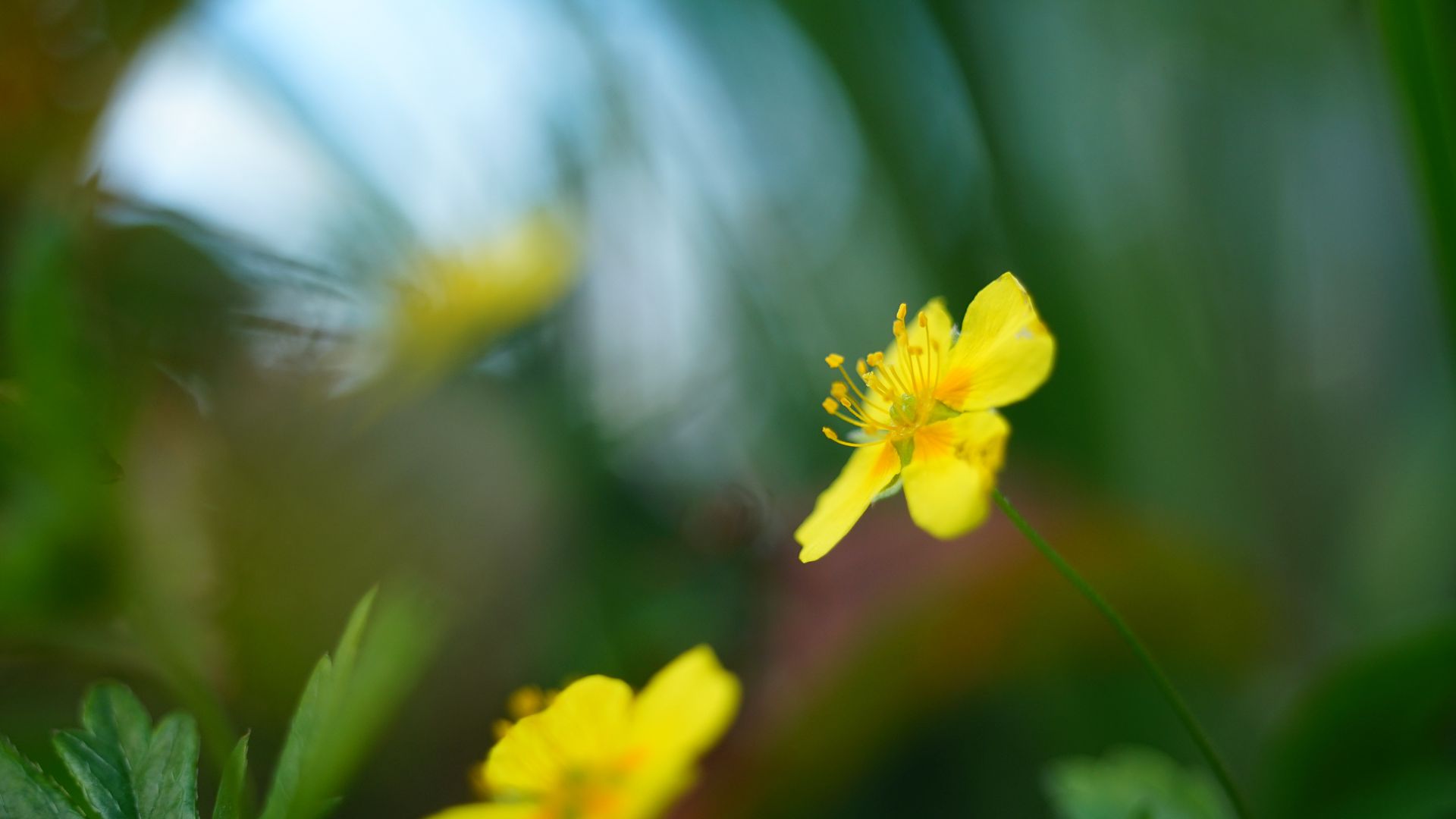 Download wallpaper 1920x1080 buttercup, flower, petals, yellow, macro ...