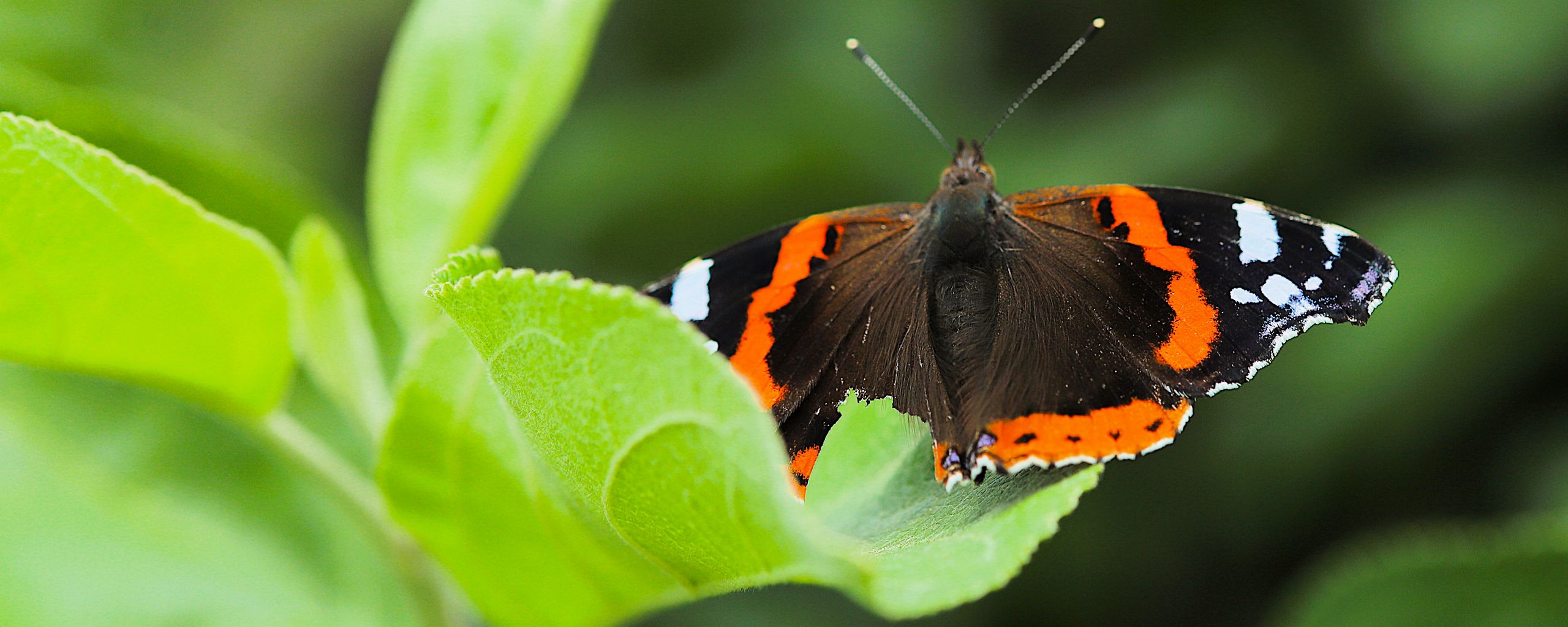 Download wallpaper 2560x1024 butterfly admiral, insect, wings, macro ...