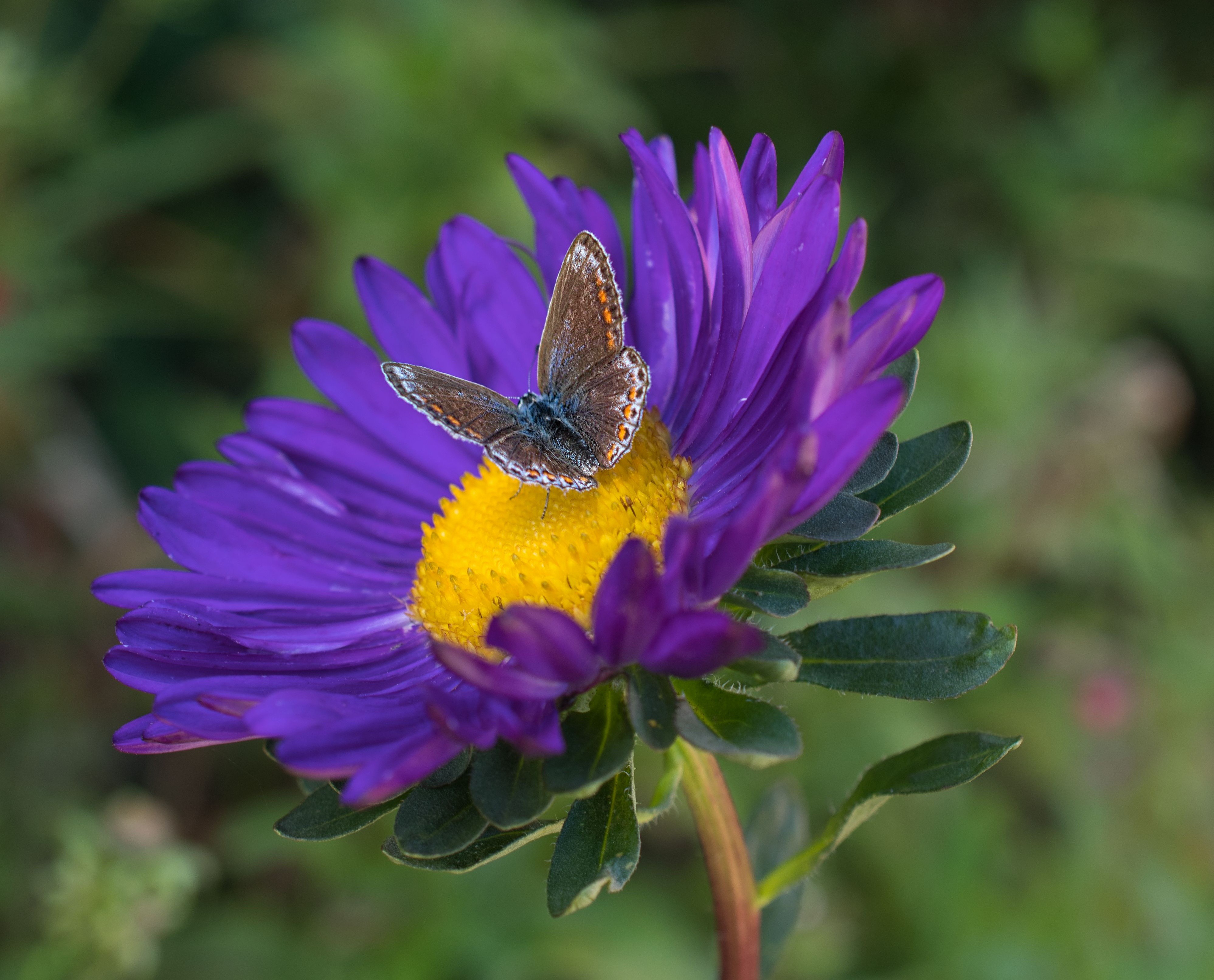 Download wallpaper 3993x3223 butterfly, aster, flower, macro hd background