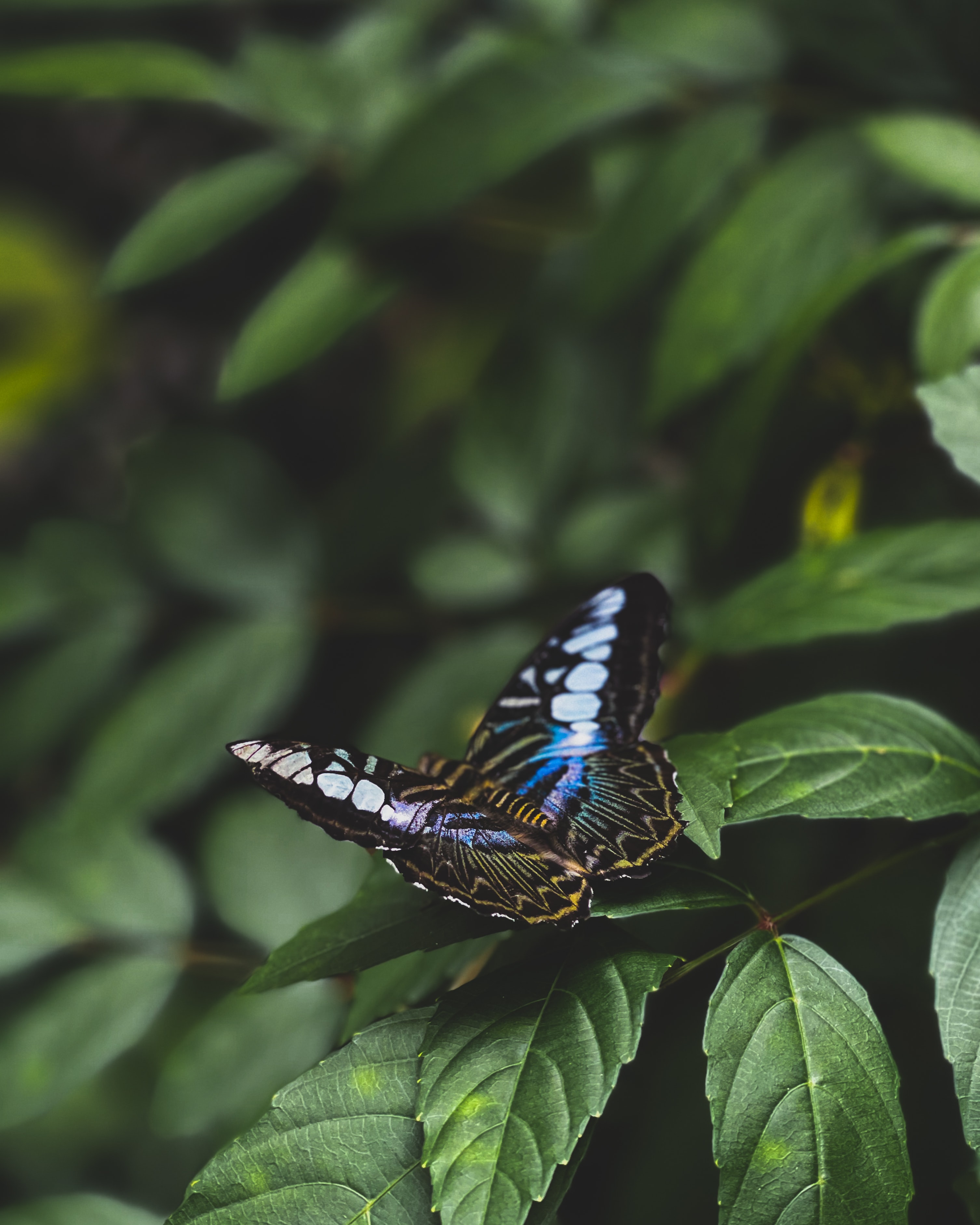 Download wallpaper 3013x3766 butterfly, colorful, insect, leaves, macro ...