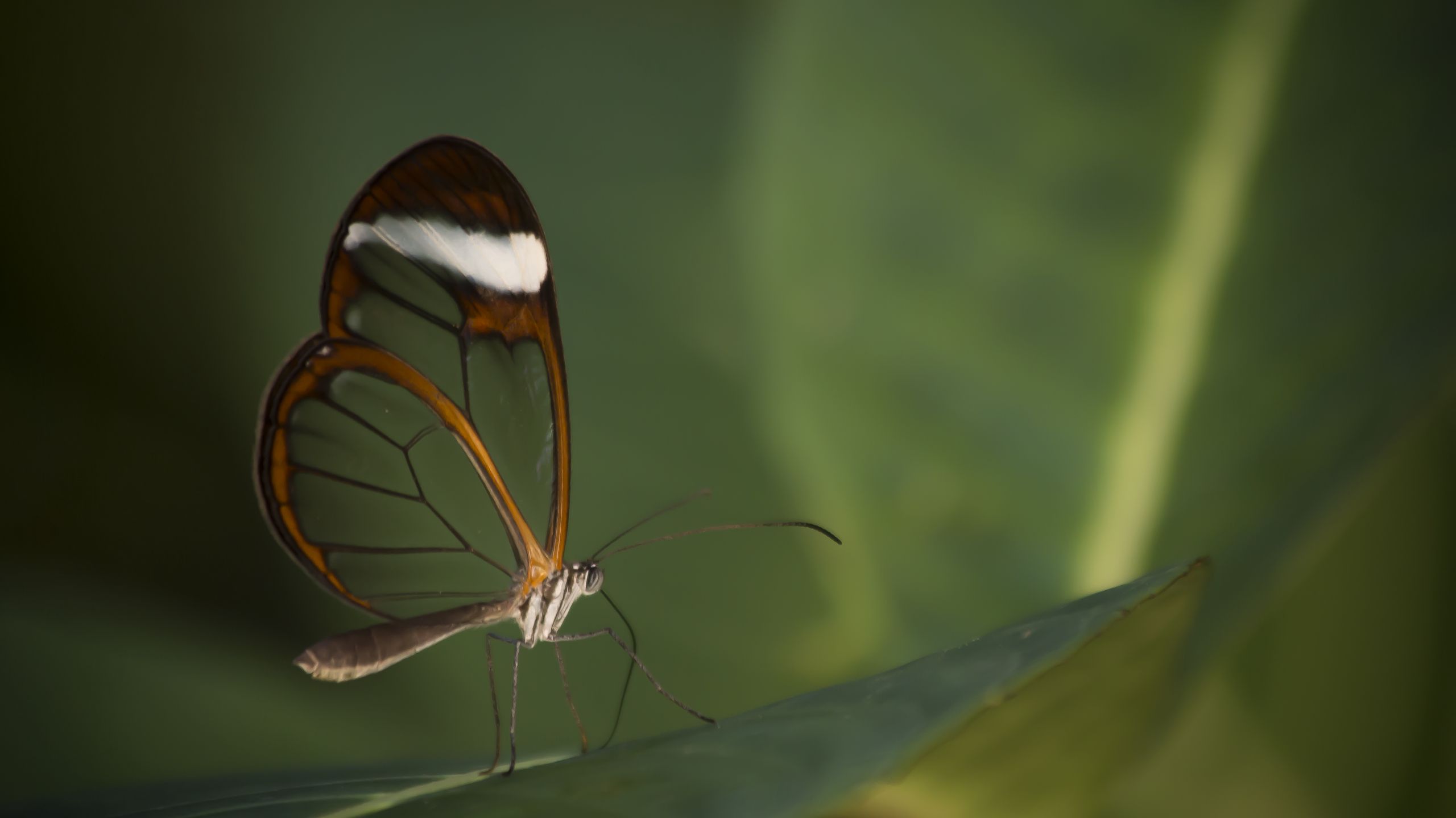 Download wallpaper 2560x1440 butterfly, insect, wings, transparent ...
