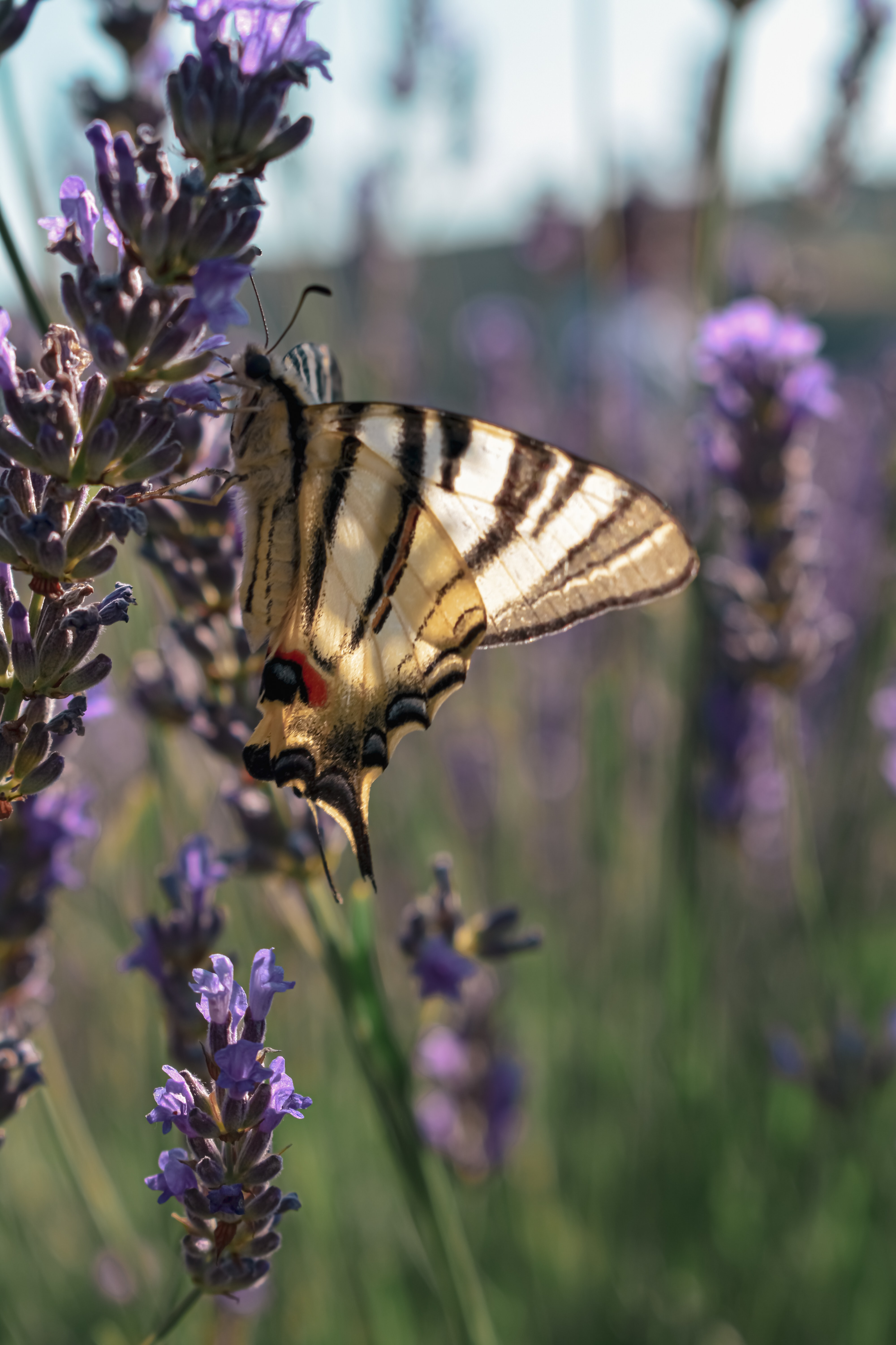 Download wallpaper 4000x6000 butterfly, wings, tropical, pattern ...