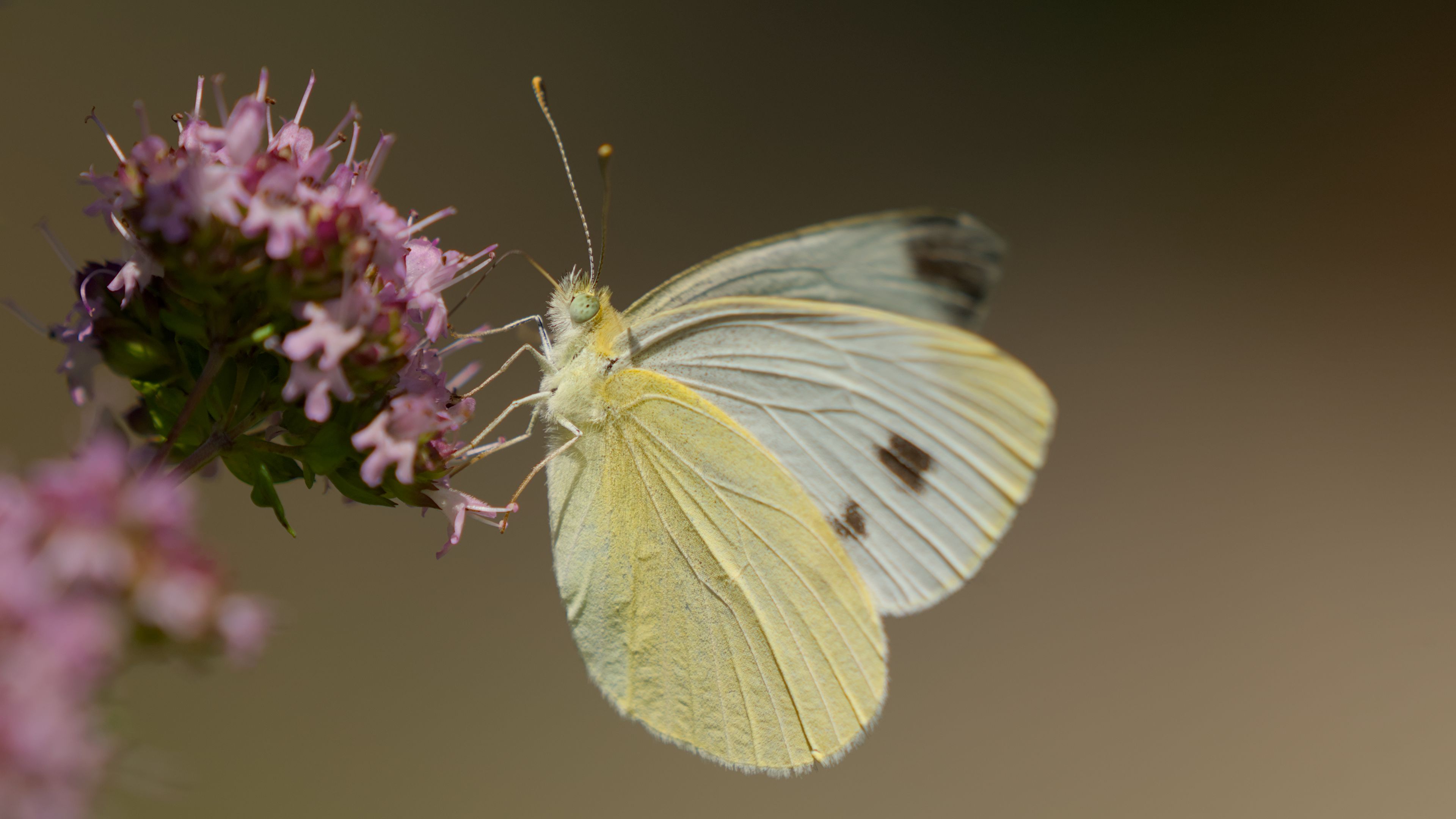 Download wallpaper 3840x2160 cabbage white, butterfly, wings, macro ...