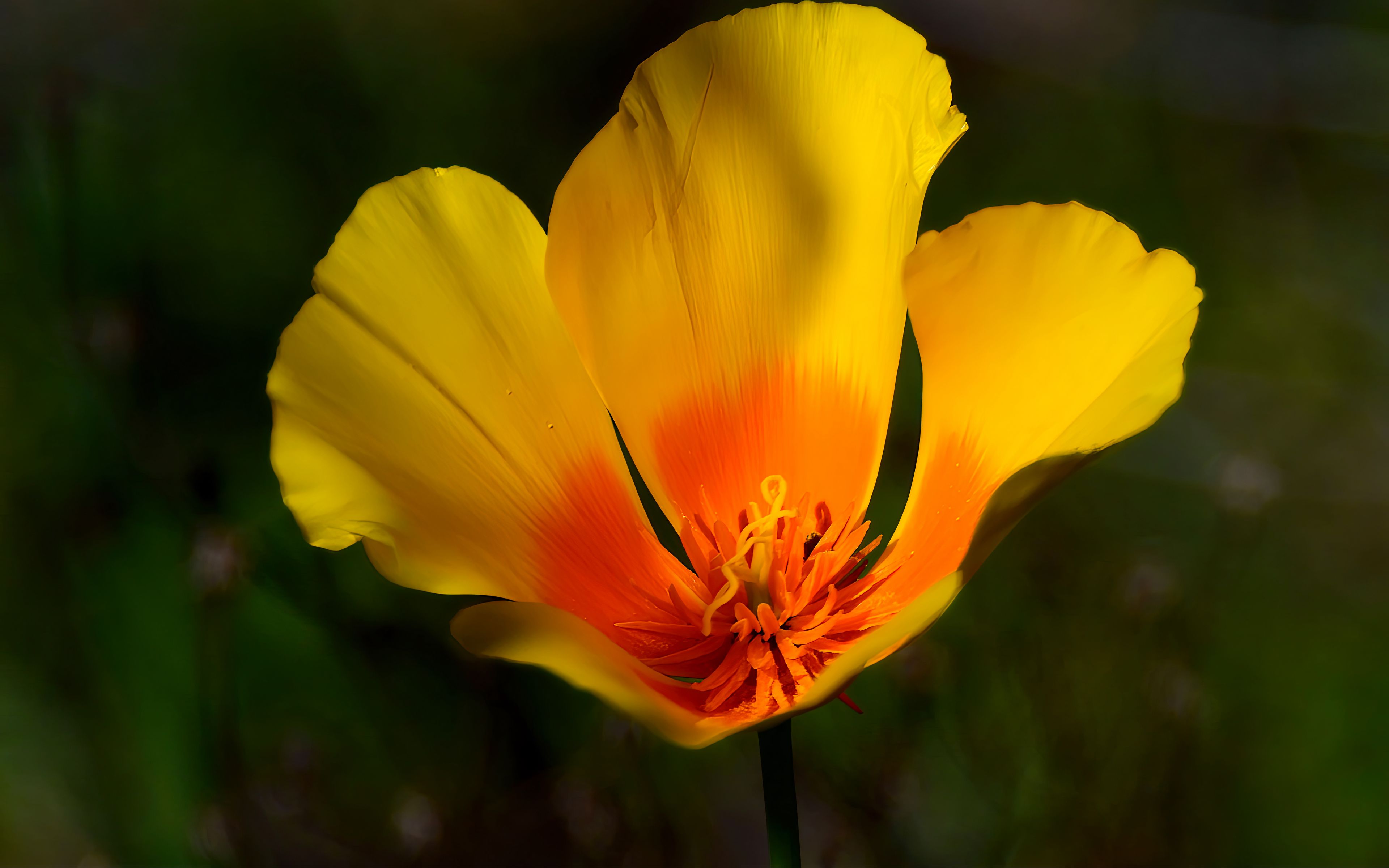 Download wallpaper 3840x2400 california poppy, flower, petals, macro ...