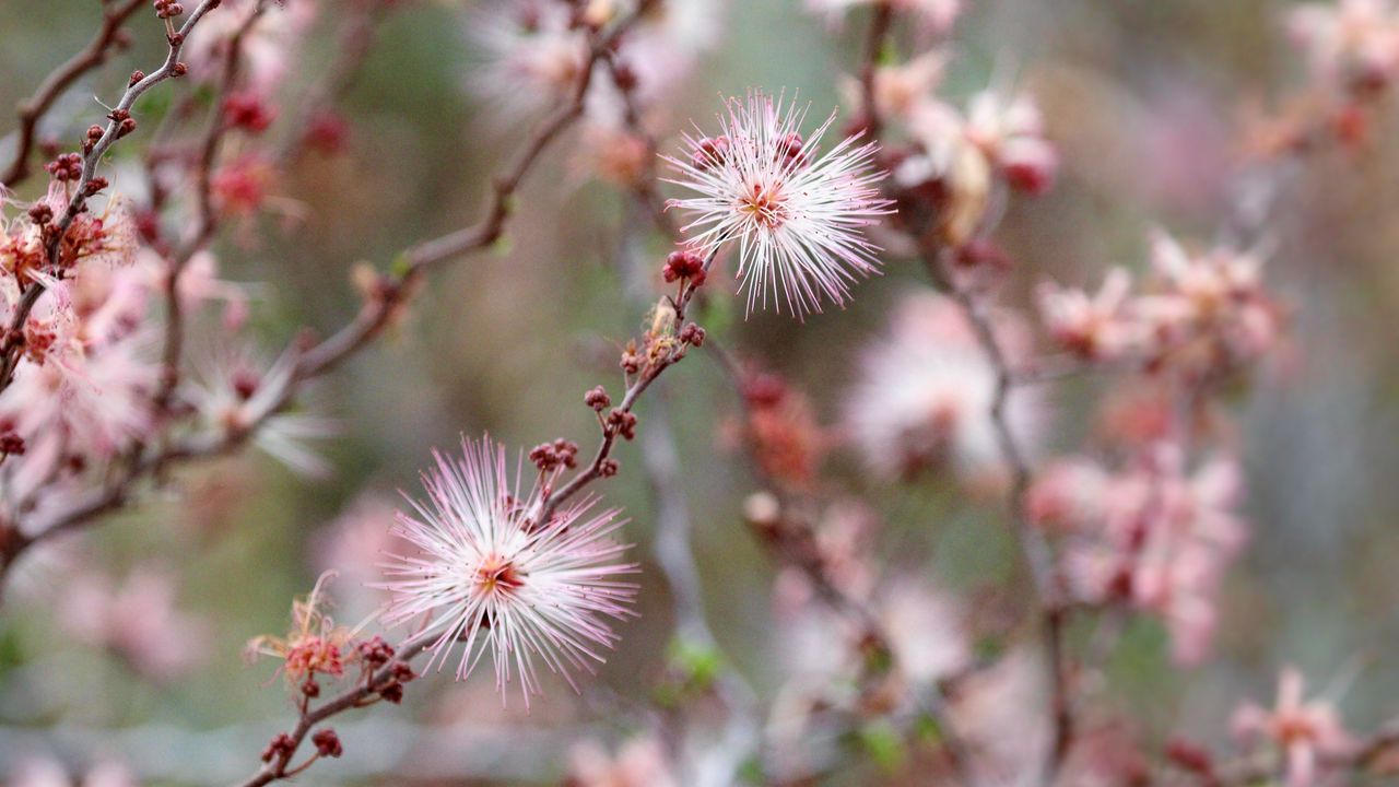 Wallpaper calliandra, flowers, branch, pink hd, picture, image