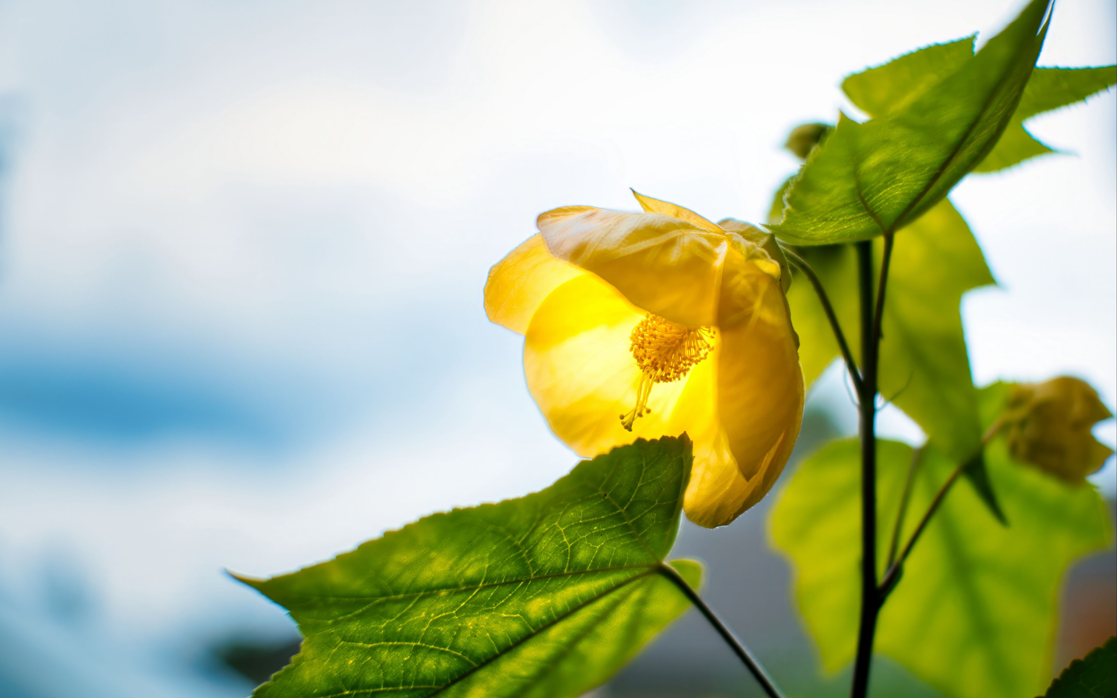 Download wallpaper 3840x2400 callianthe darwinii, flower, petals ...