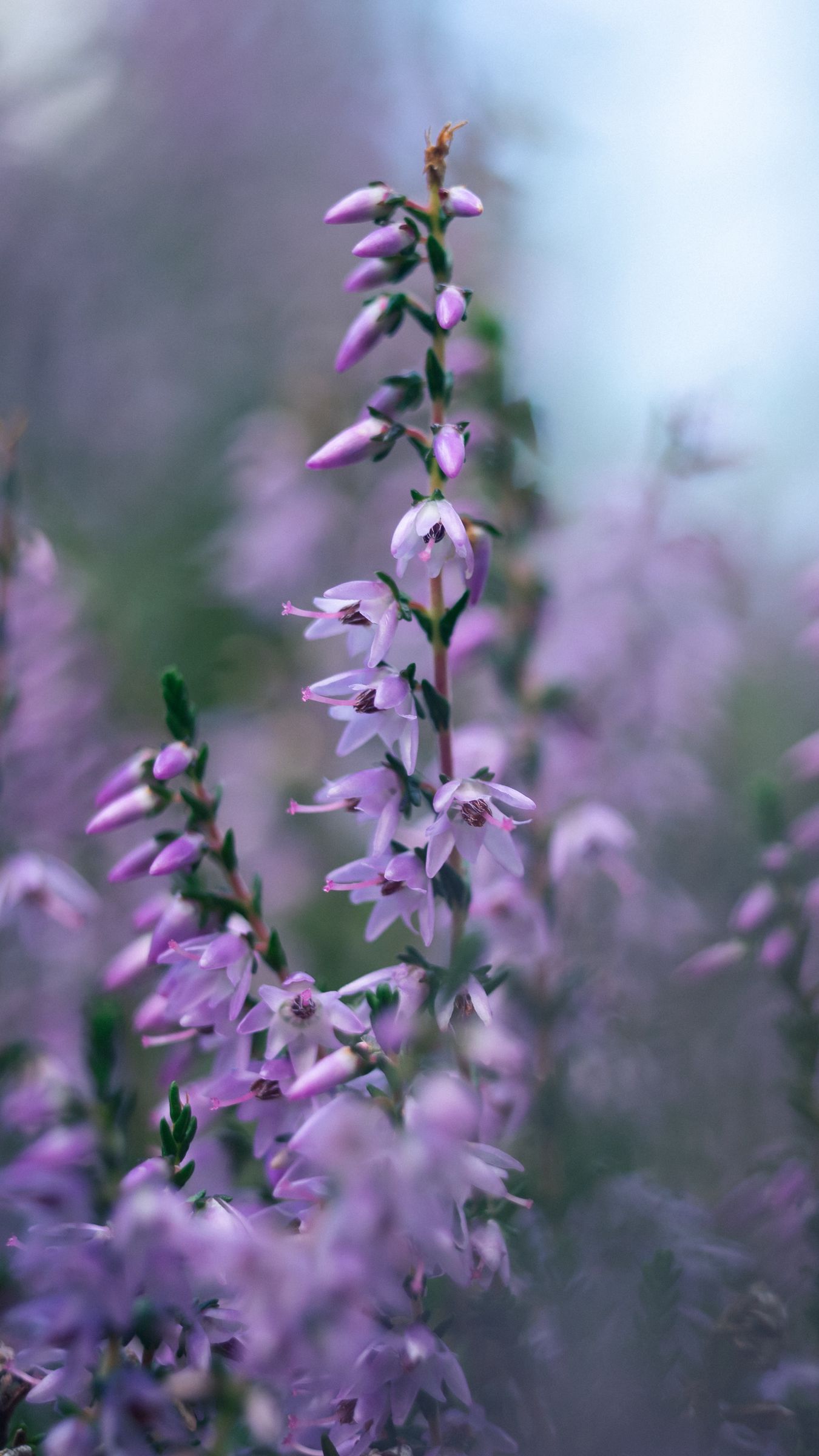 Download wallpaper 1350x2400 calluna vulgaris, flowers, buds, purple ...