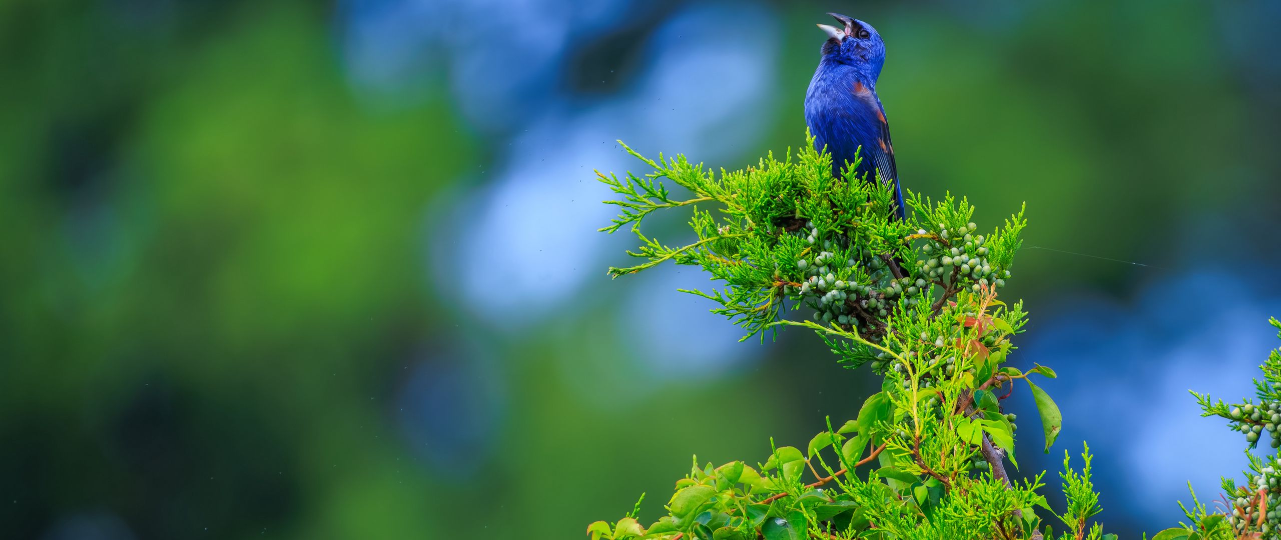 Download wallpaper 2560x1080 cardinal, bird, blue, leaves, branches ...
