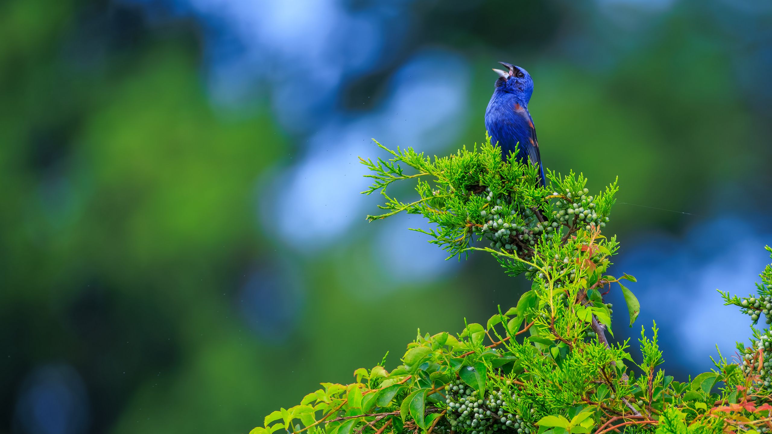 Download wallpaper 2560x1440 cardinal, bird, blue, leaves, branches ...