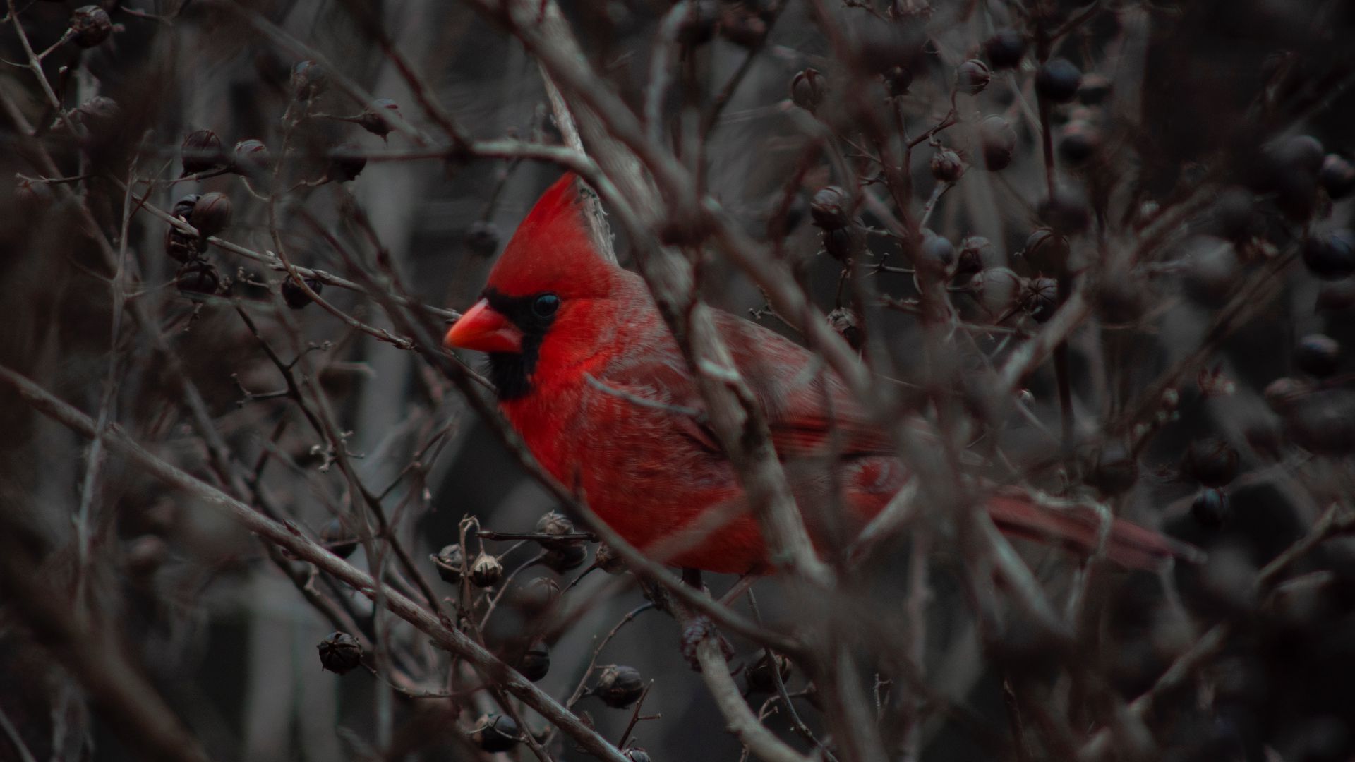 Download wallpaper 1920x1080 cardinal, bird, branches, beak, red full ...