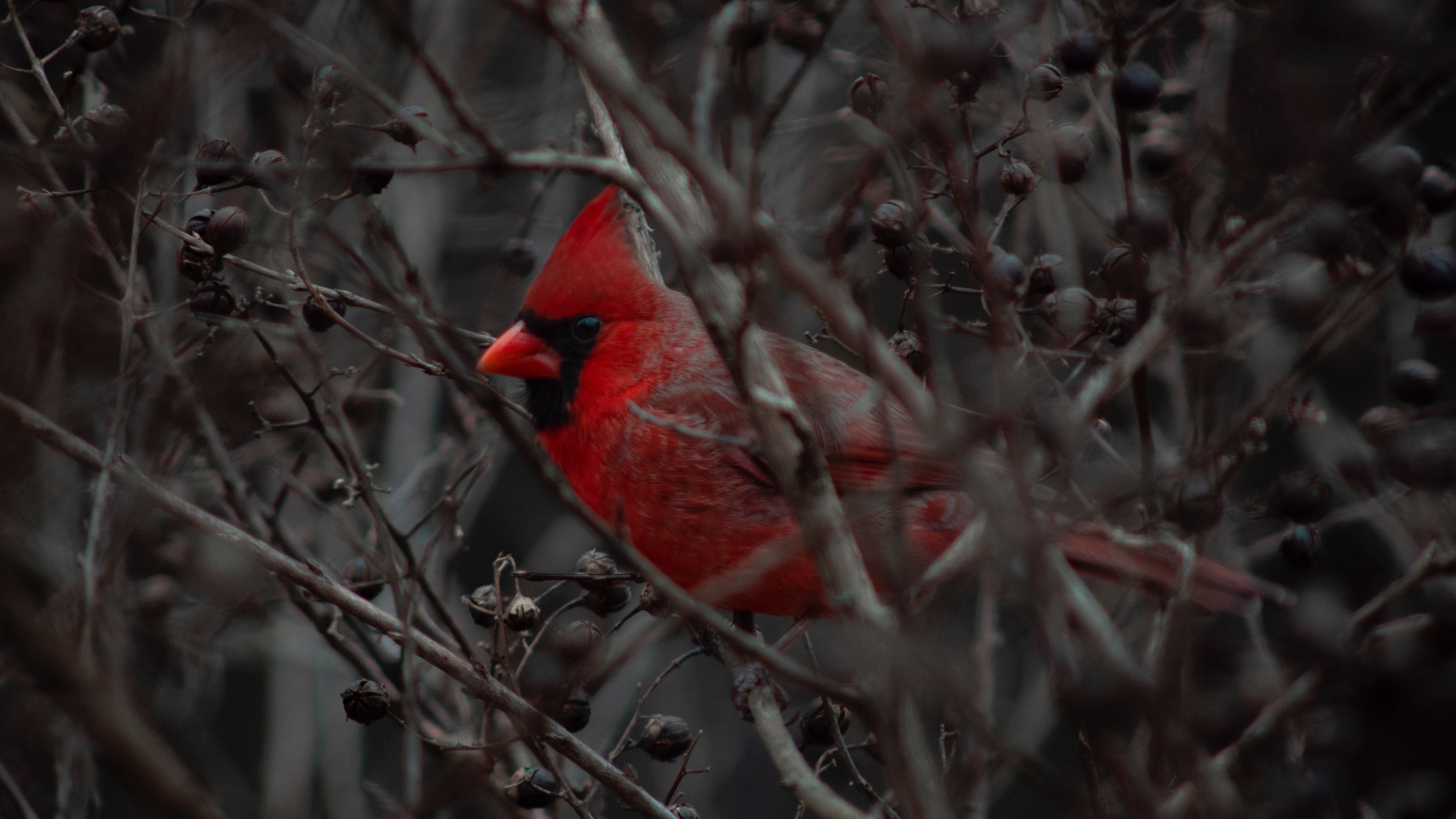 Download wallpaper 3840x2160 cardinal, bird, branches, beak, red 4k uhd ...