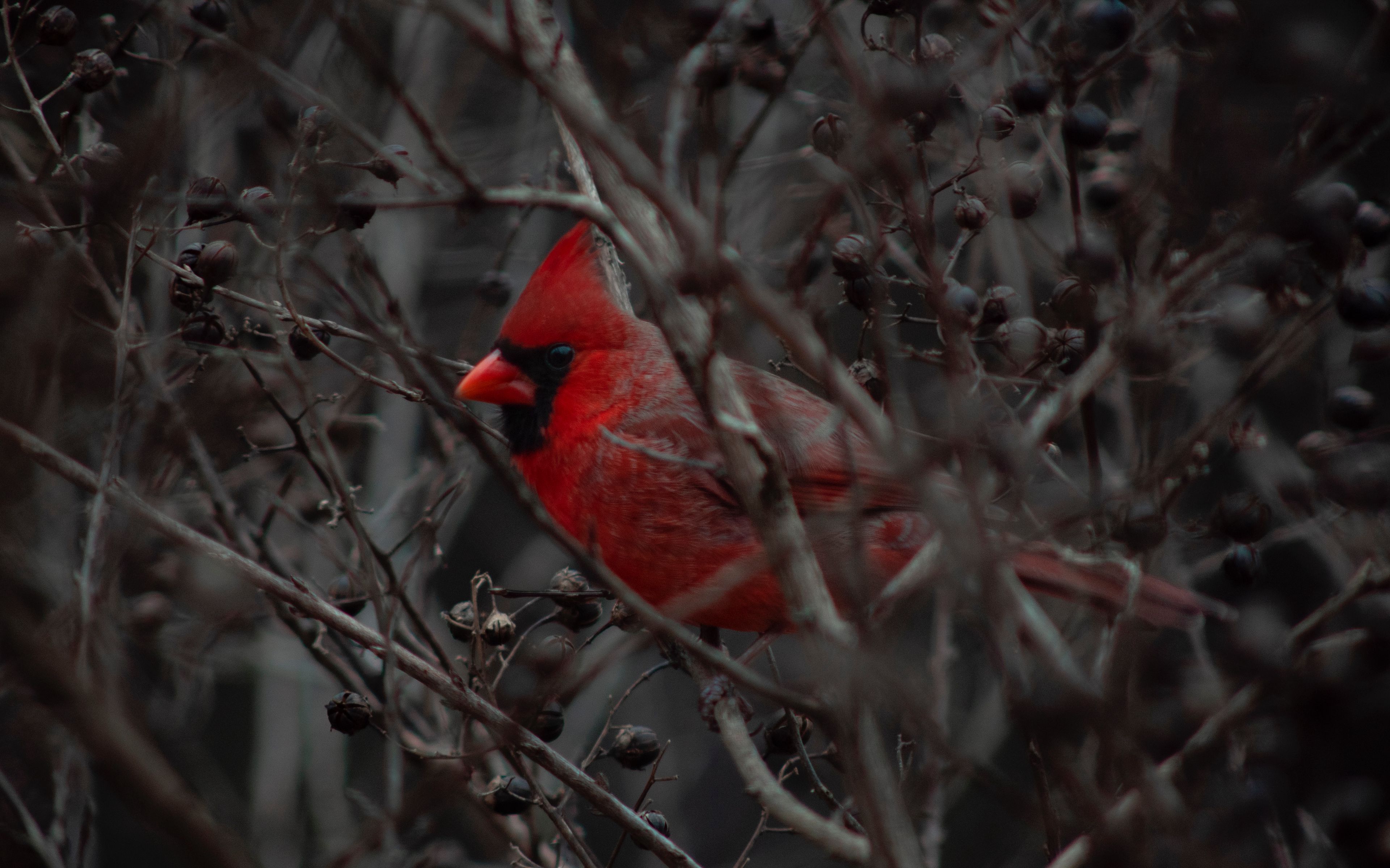 Download wallpaper 3840x2400 cardinal, bird, branches, beak, red 4k ...