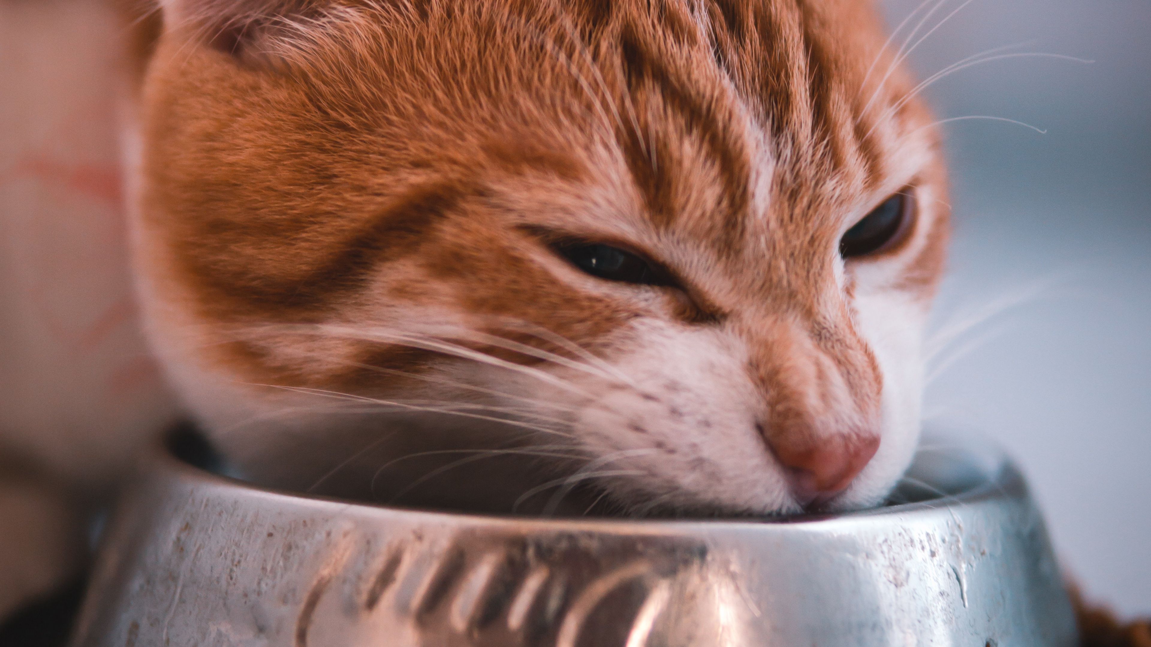 Download wallpaper 3840x2160 cat, bowl, food, muzzle, red 4k uhd 16:9 ...