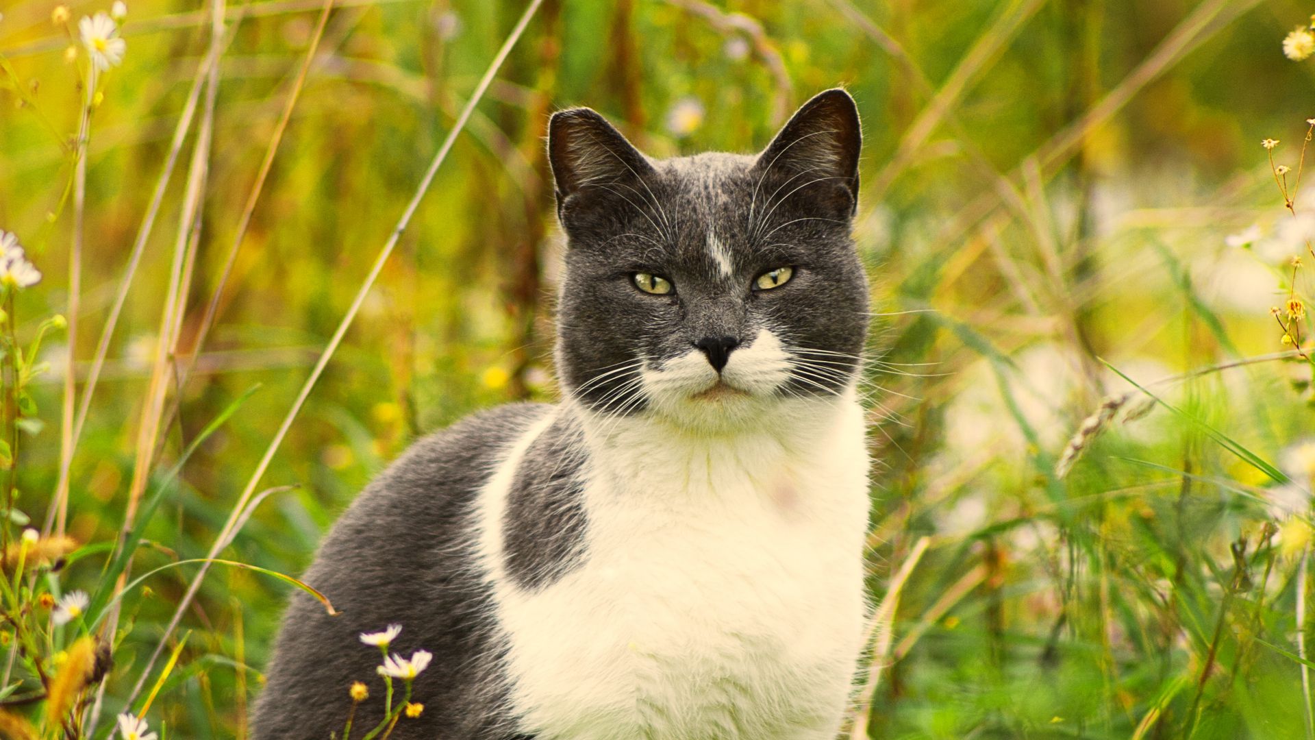 Download wallpaper 1920x1080 cat, grass, flowers, pet full hd, hdtv ...