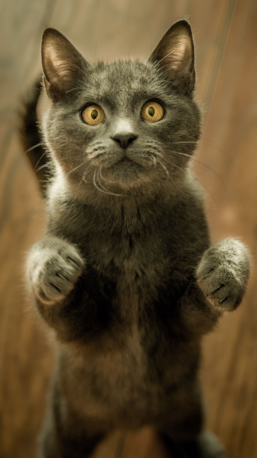 Download wallpaper 1080x1920 cat, kitten, standing, gray samsung galaxy ...