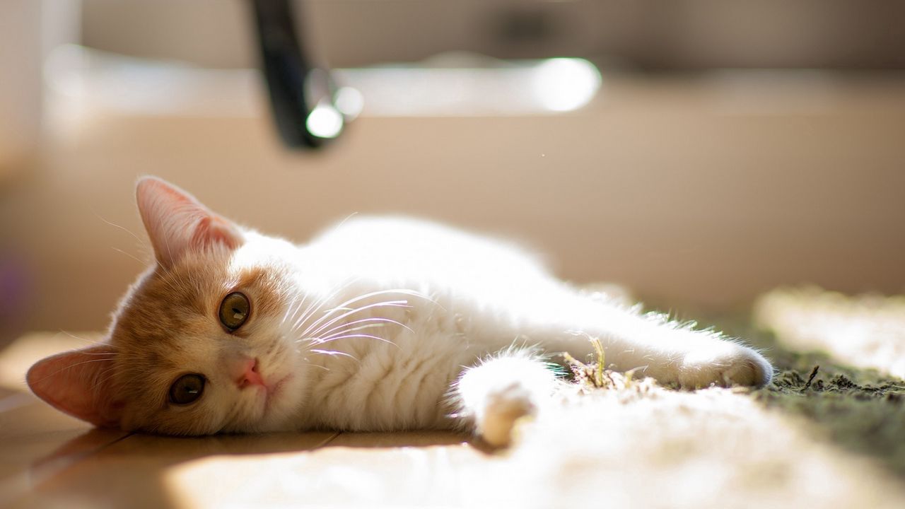 Wallpaper cat, mat, lie down, curious hd, picture, image Wallpaper cat, mat, lie down, curious hd, picture, image